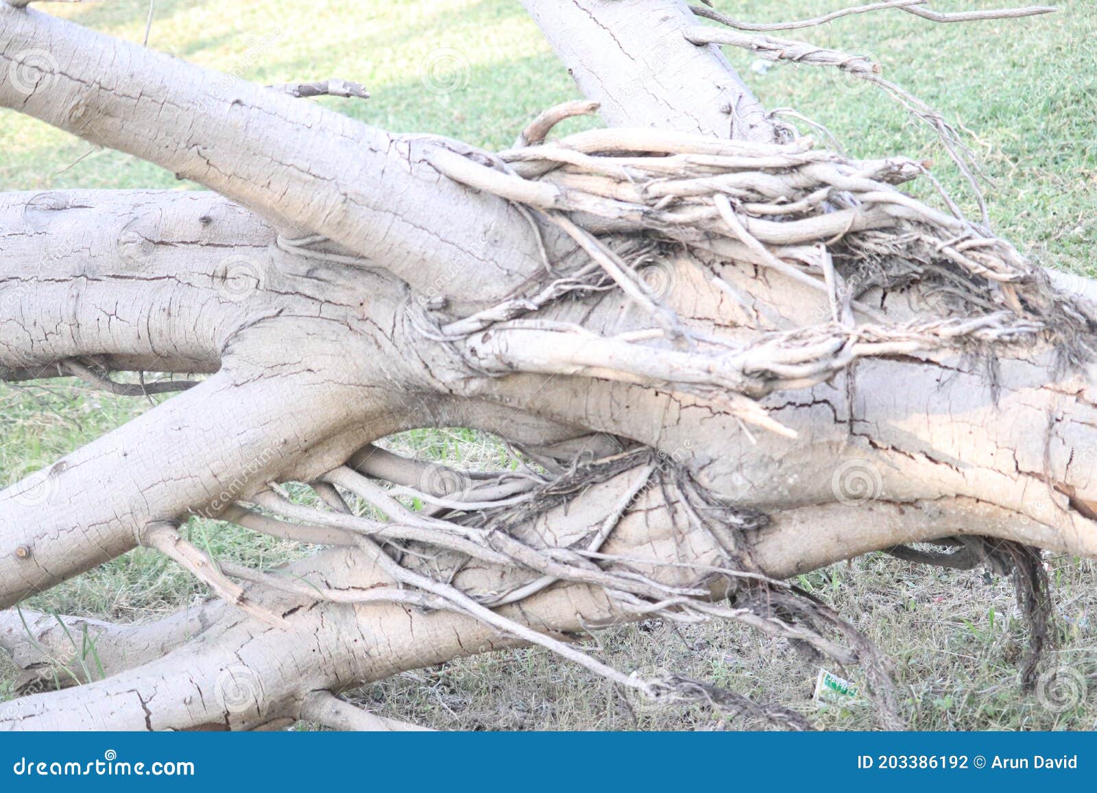 The Trunk of a Large Tree with Roots Inserted in the Outdoor Stock ...