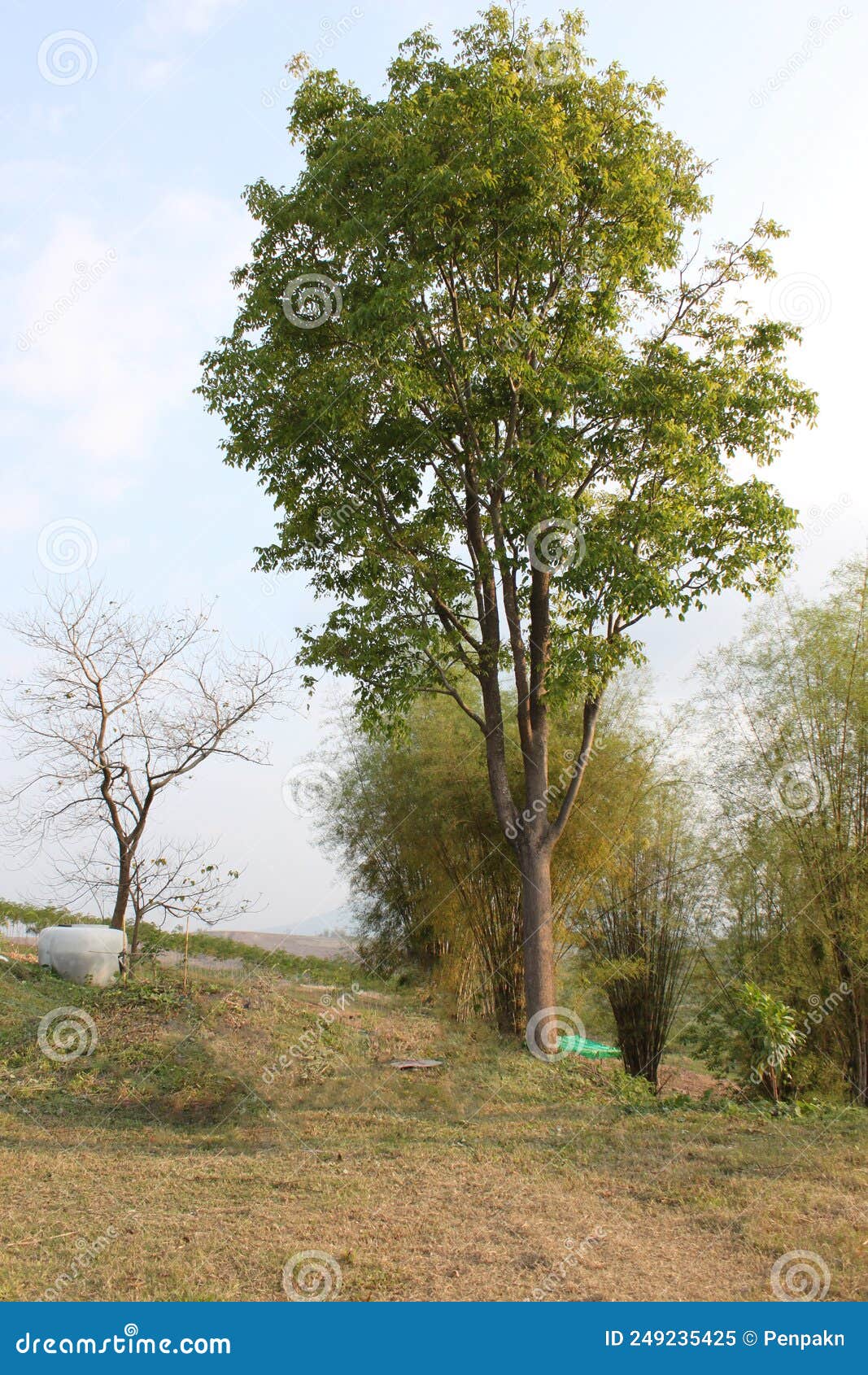 Trunk Large Tree Rough Surface Texture Background Nature Plant Bush ...