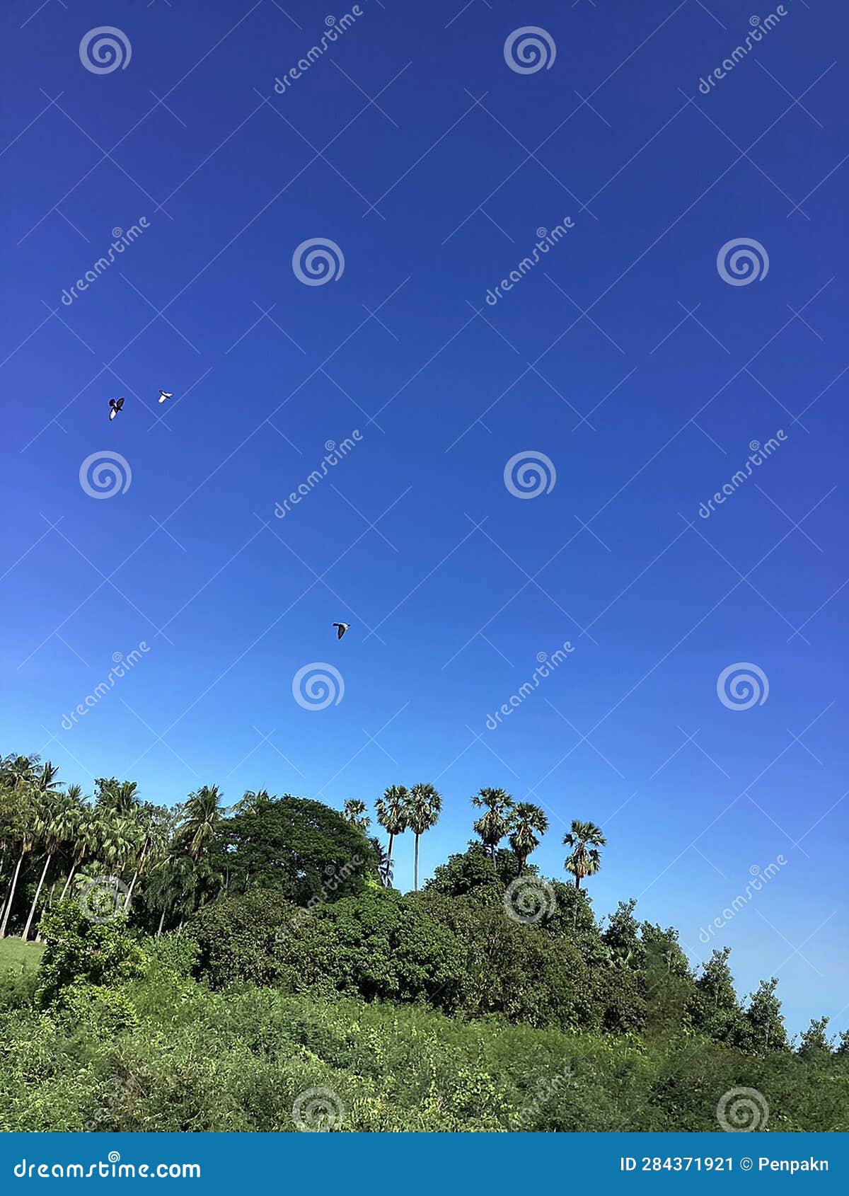 Trunk Large Tree Rough Surface Texture Background Nature Plant Bush ...