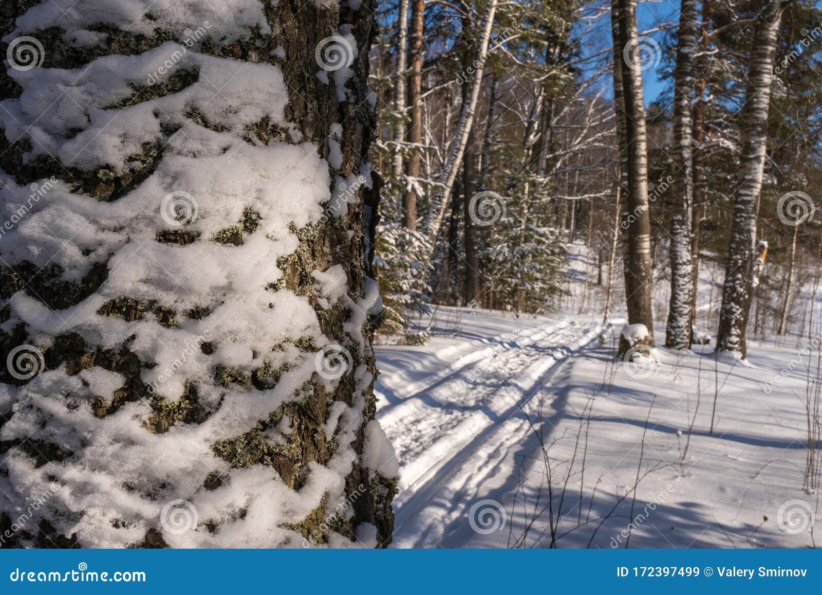 The Trunk of a Large Tree in the Snow and Snowy Winter Forest Stock ...