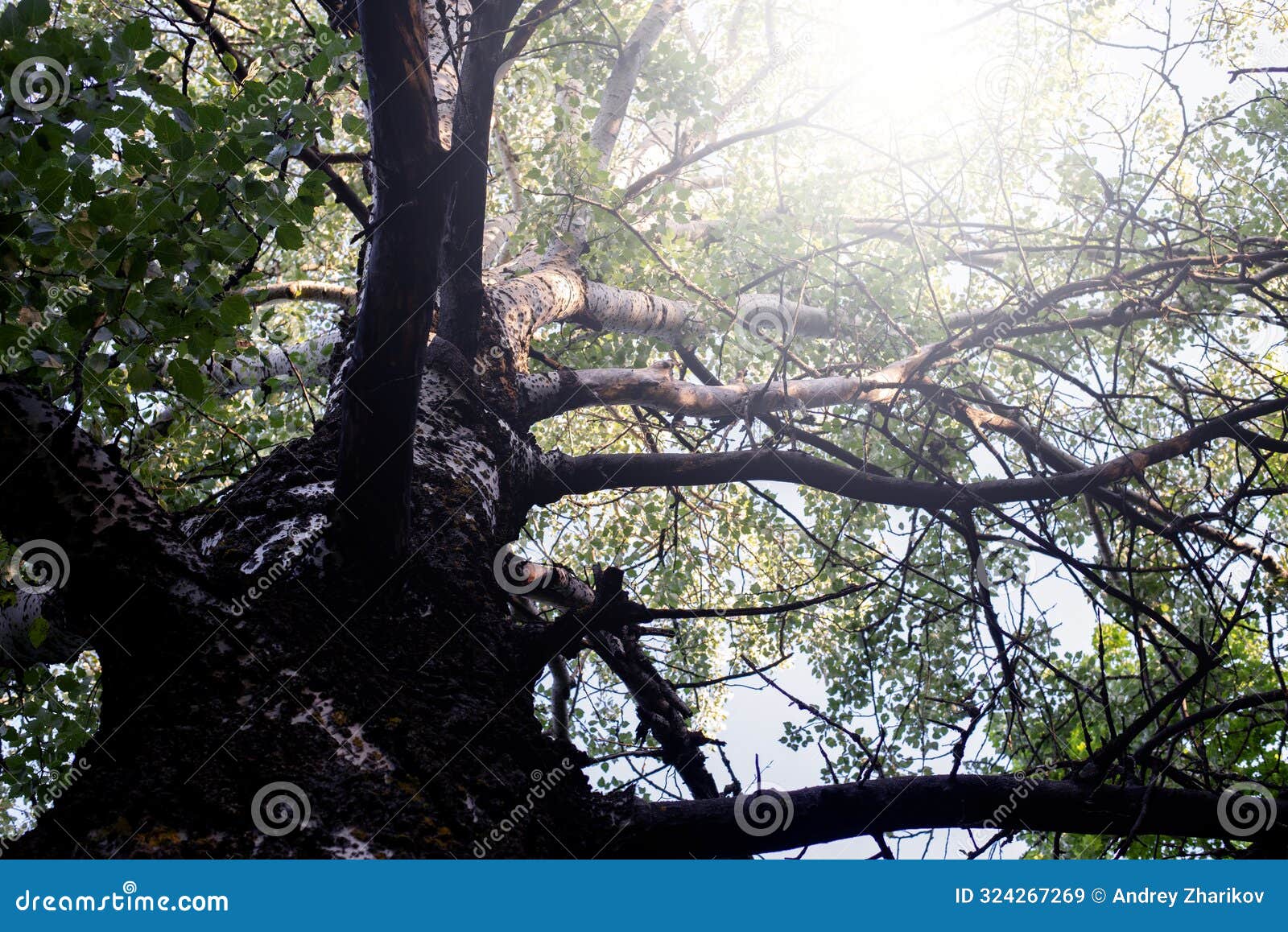 The Trunk of a Large Tree. View from Below. Branches and Crown of an ...