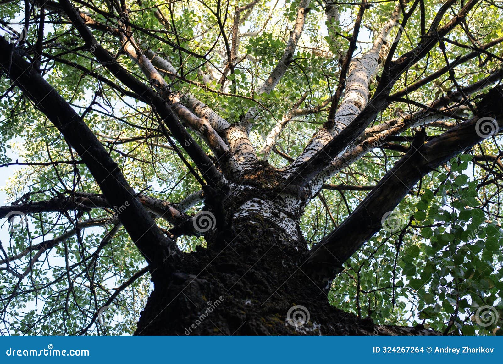 The Trunk of a Large Tree. View from Below. Branches and Crown of an ...