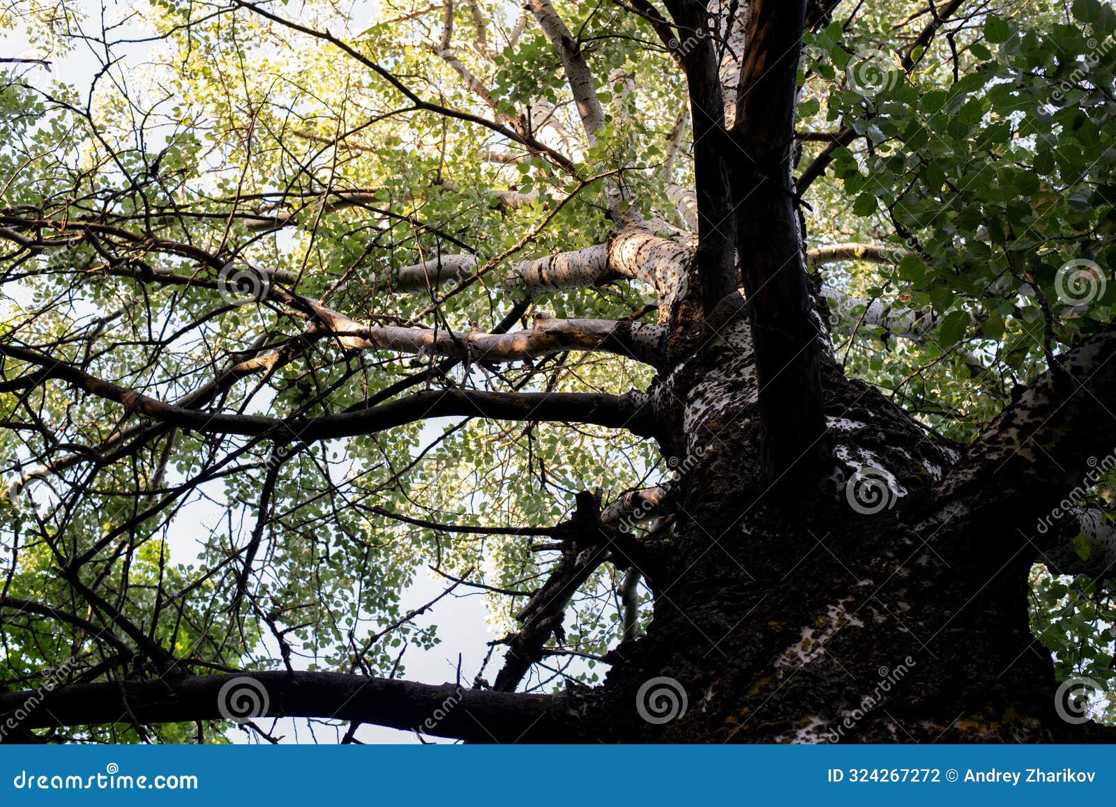 The Trunk of a Large Tree. View from Below. Branches and Crown of an ...