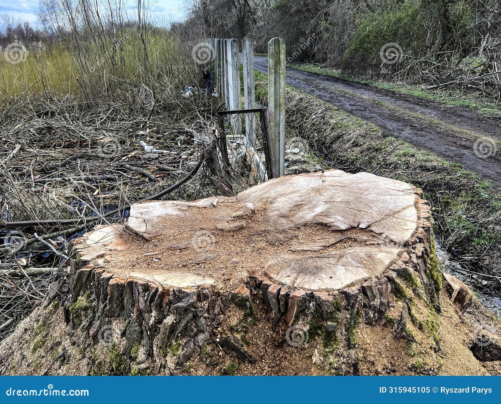 The Trunk of a Large Tree that Was Cut Down Stock Image - Image of ...