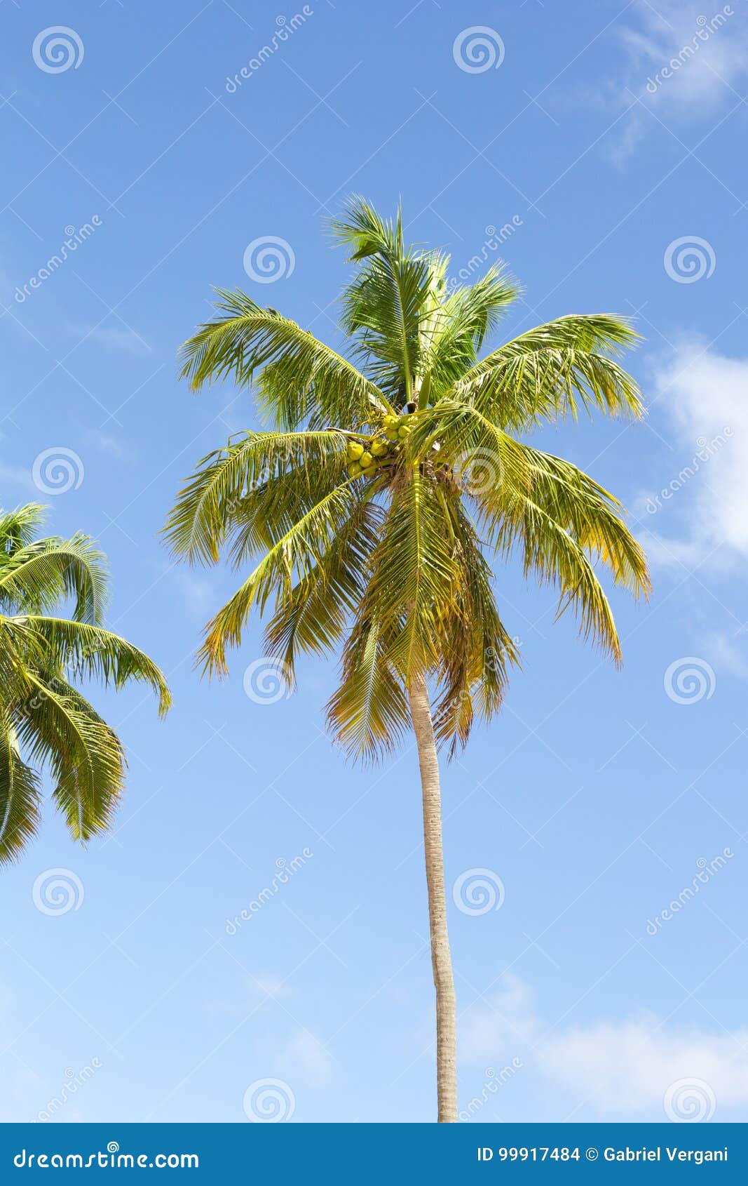 Trunk and Leaves of Coconut . Background of Blue Sky. Stock Photo ...