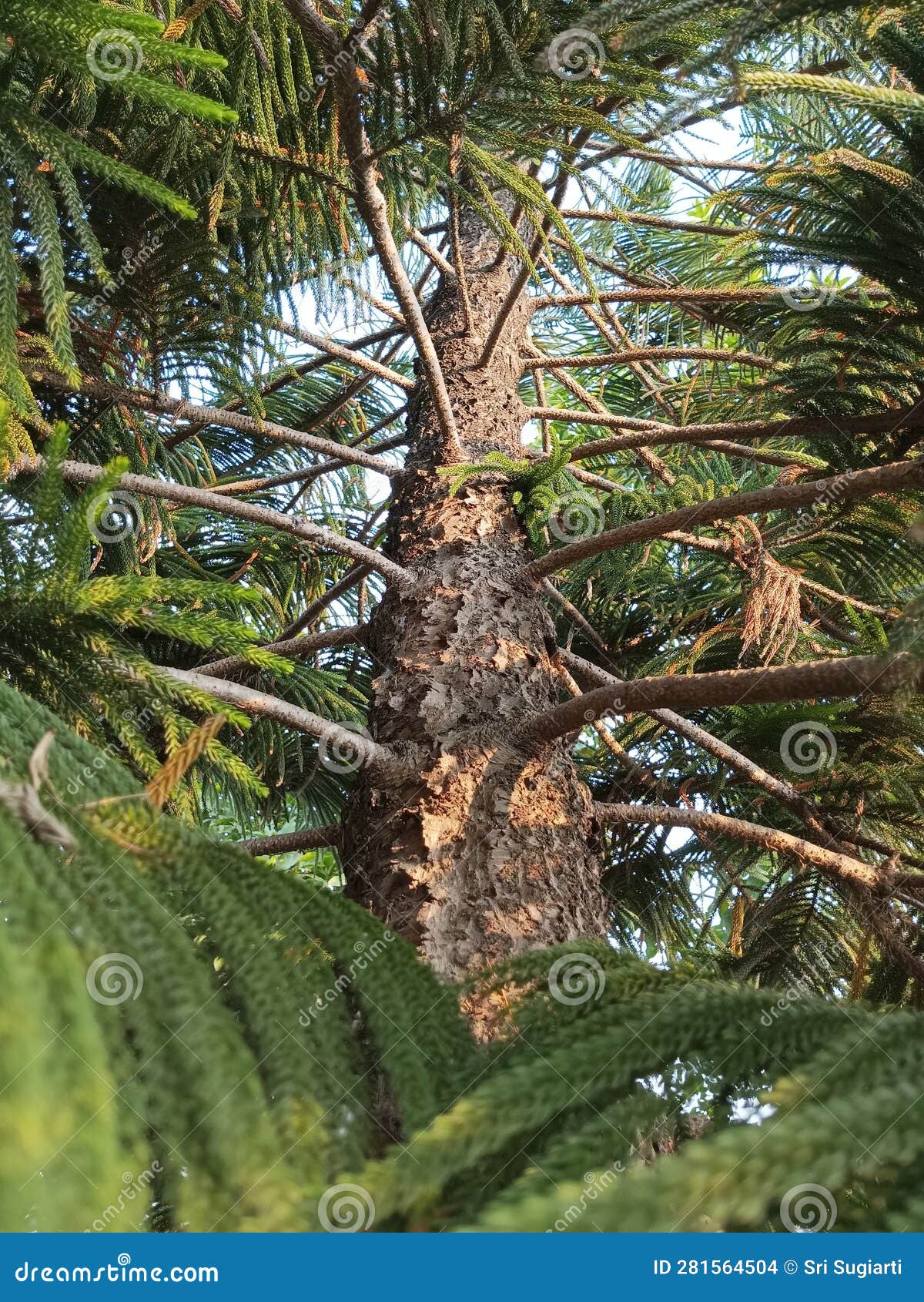 The Trunk and Leaves of a Towering Evergreen Tree, Photographed from ...