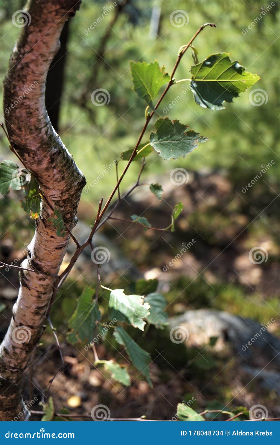 Trunk and leaves stock photo. Image of plants, sunlight - 178048734