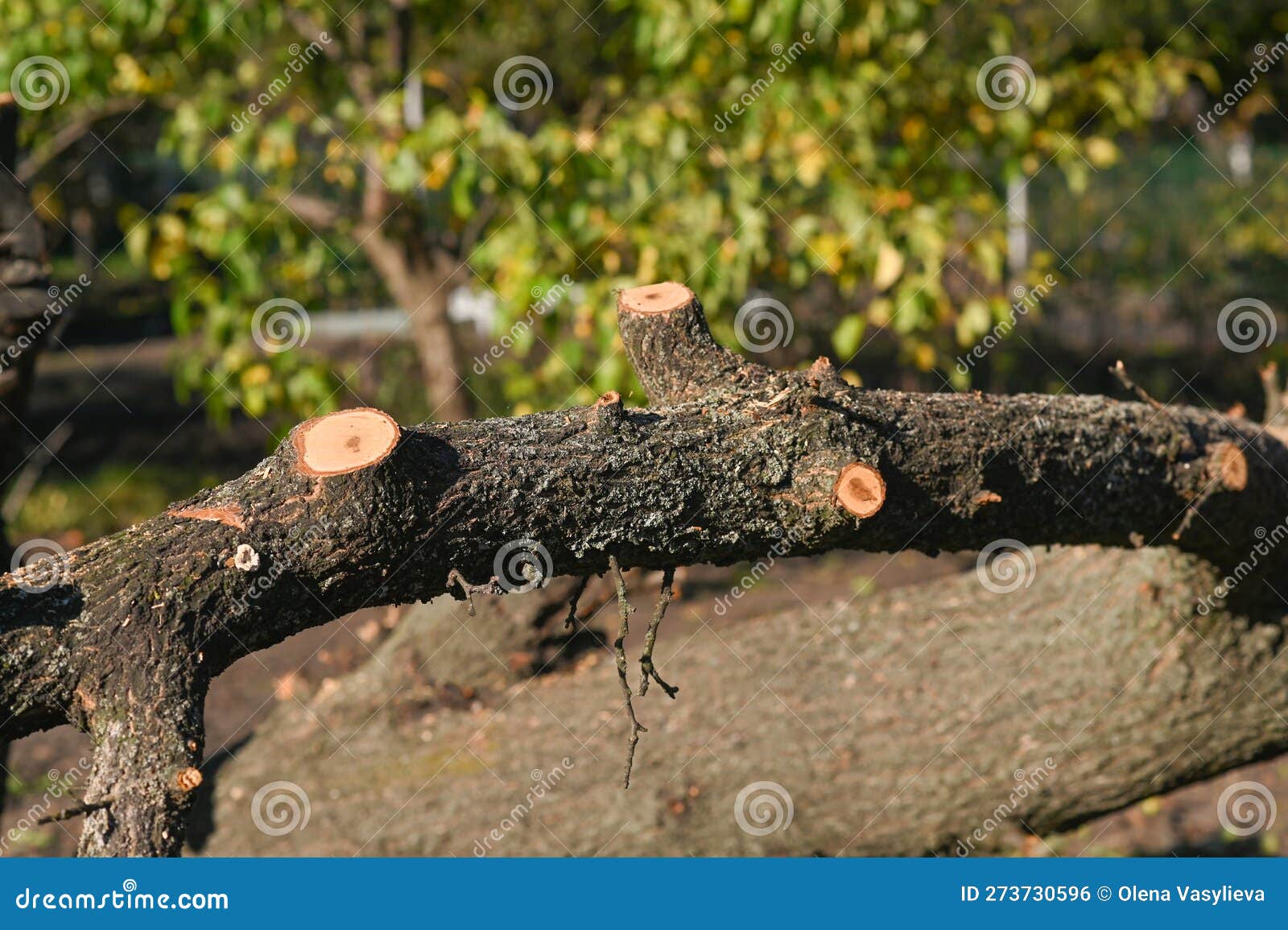 A Sawn Tree Lies on the Ground with Its Branches Cut Down. Stock Photo ...