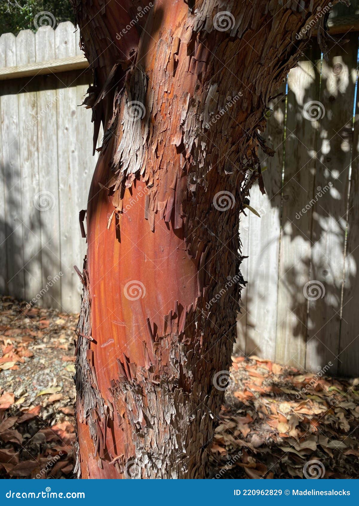Trunk of madrone tree stock image. Image of strawberry - 220962829