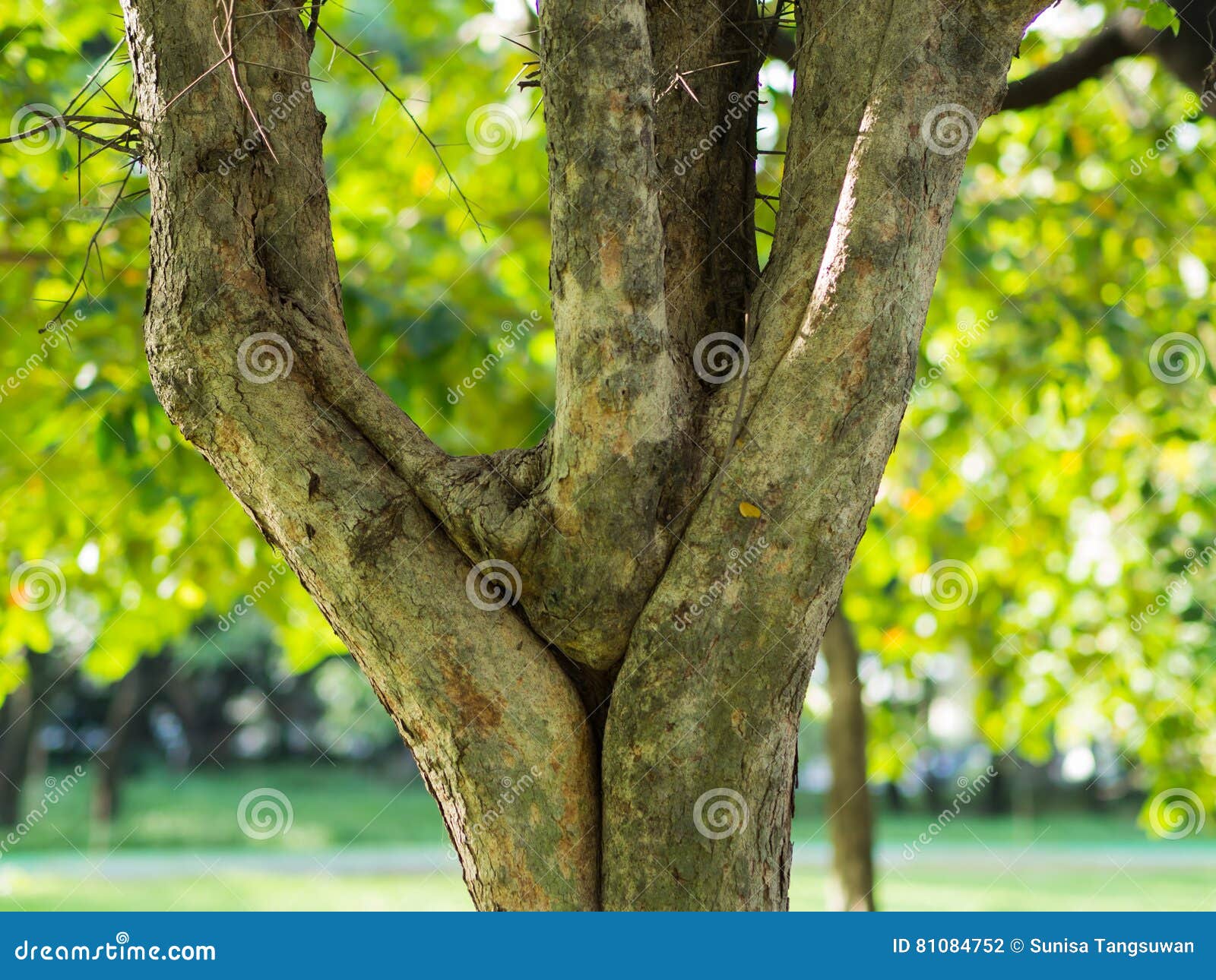 Trunk stock photo. Image of plant, wooden, surface, tree - 81084752