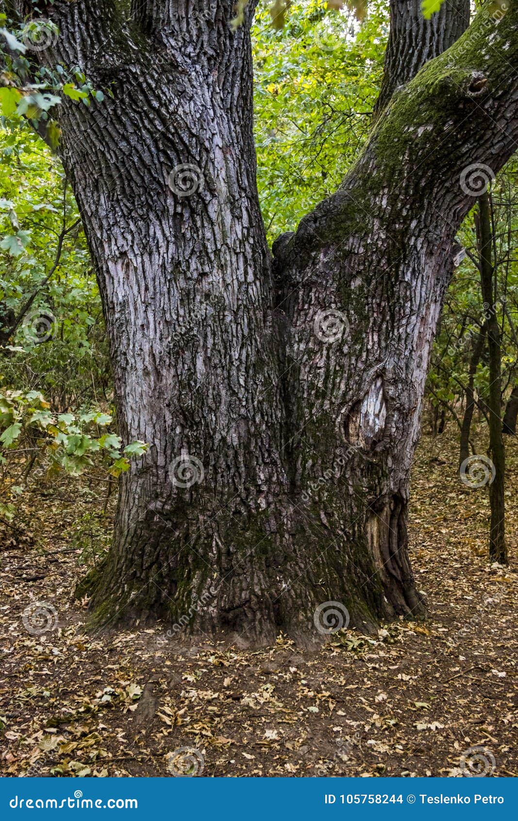 Trunk of maple stock photo. Image of background, light - 105758244
