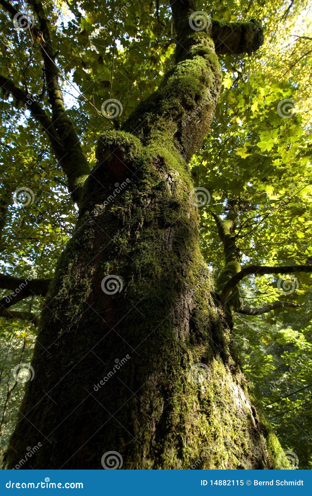 Trunk of a maple tree stock image. Image of plant, tree - 14882115