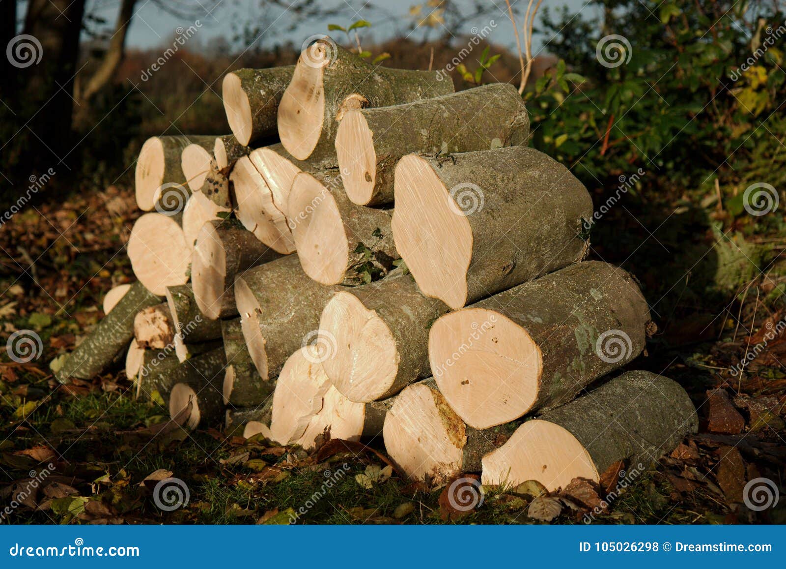 Pile of Fresh Cut Fire Wood Logs Stock Photo - Image of outdoor, logs ...