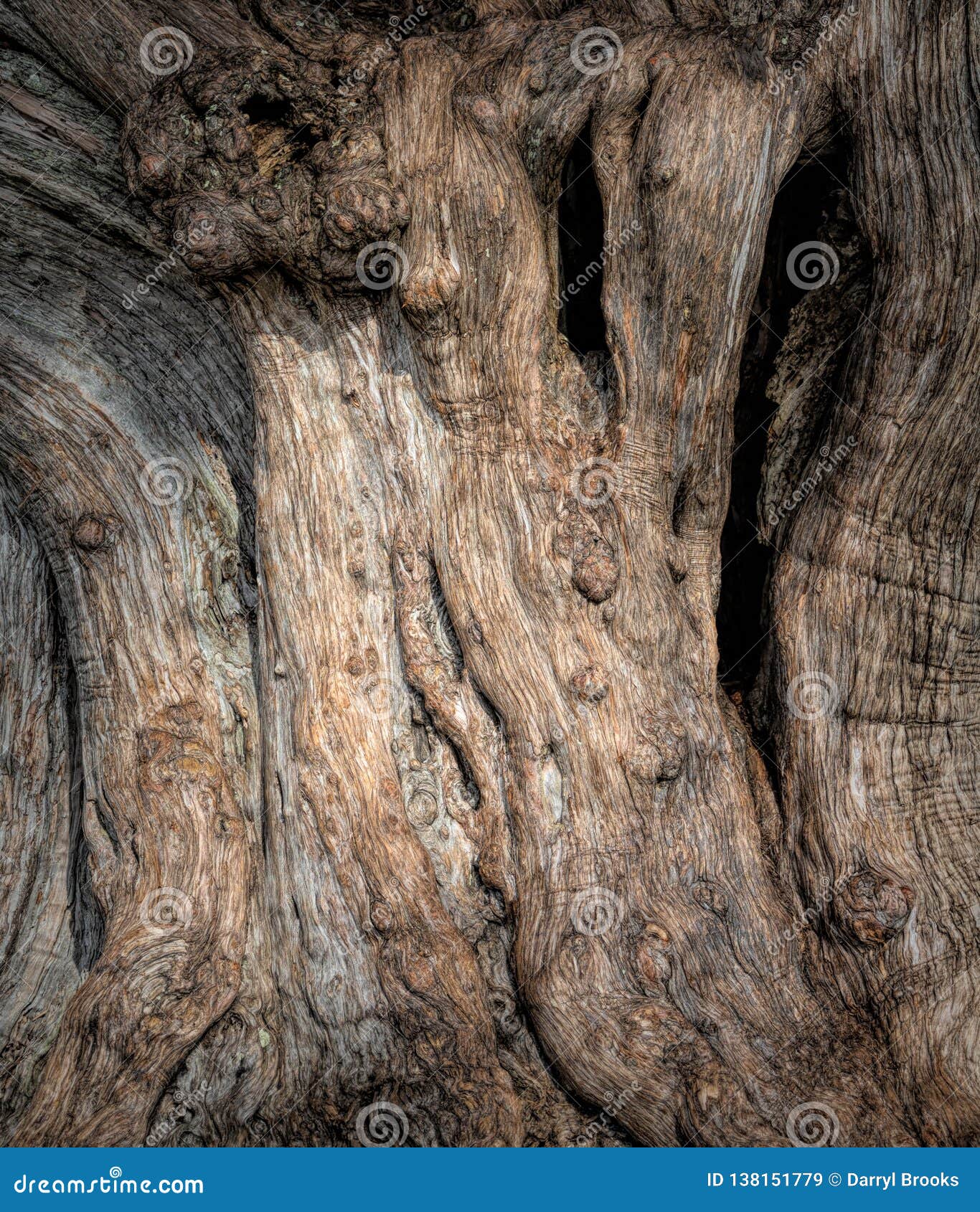 Trunk of Massive Tree stock image. Image of trunk, huge - 138151779