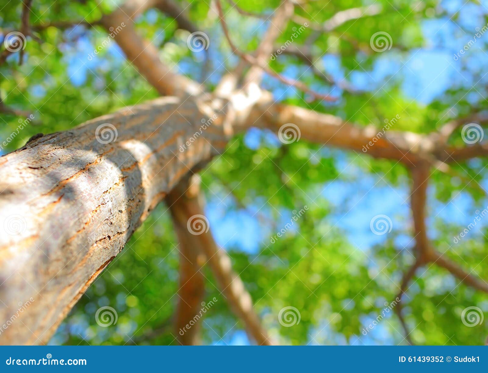 Trunk of a Mighty Tree and Its Crown Stock Photo - Image of sunlight ...