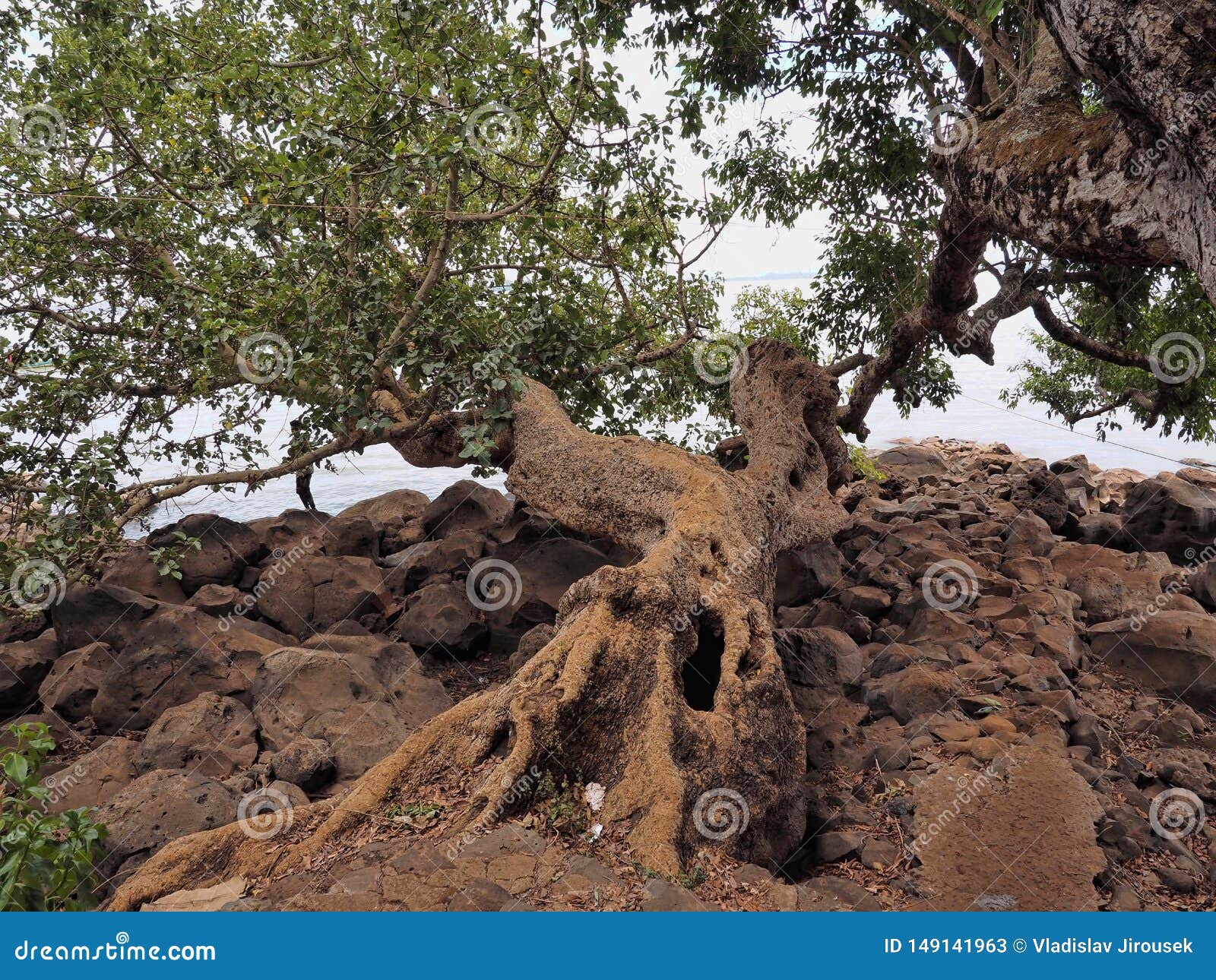 Trunk of a Mighty Tree on Lake Tana in Ethiopia Stock Image - Image of ...