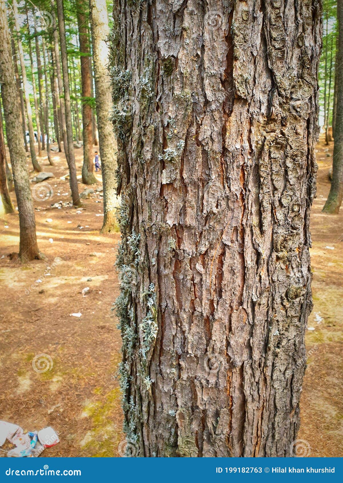 Trunk of mountain tress stock image. Image of forest - 199182763