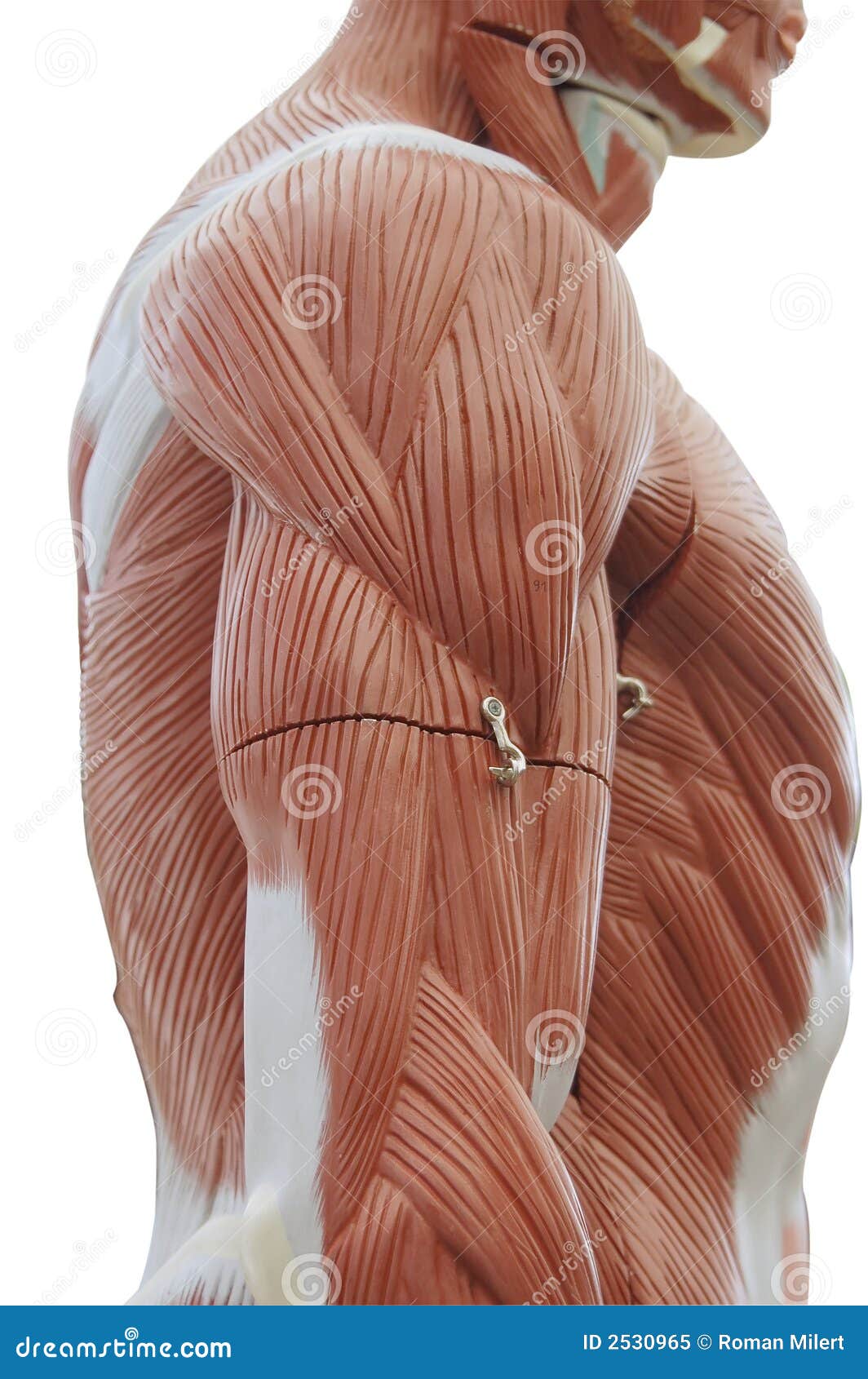 Trunk muscle model stock image. Image of organ, corpus - 2530965