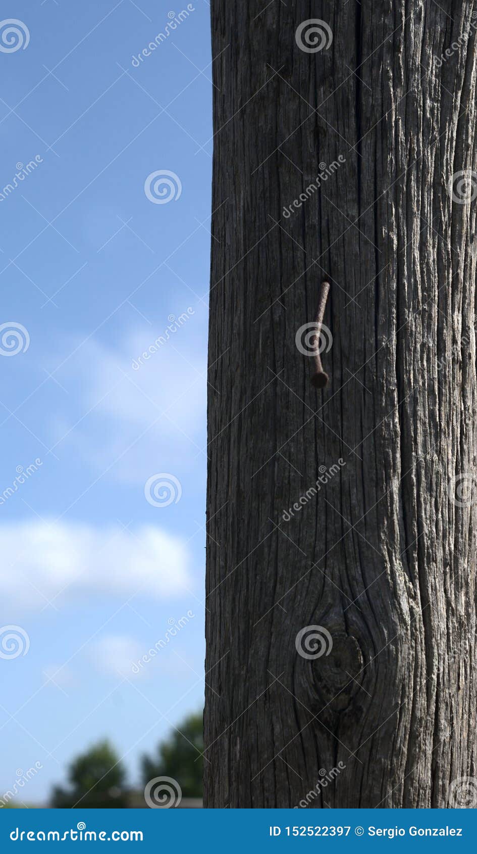 Trunk with a Nail for Backgrounds Stock Image - Image of white, natural ...