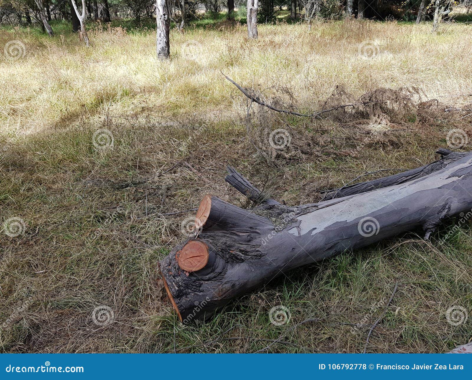 Stop cutting down trees stock photo. Image of cutting - 106792778