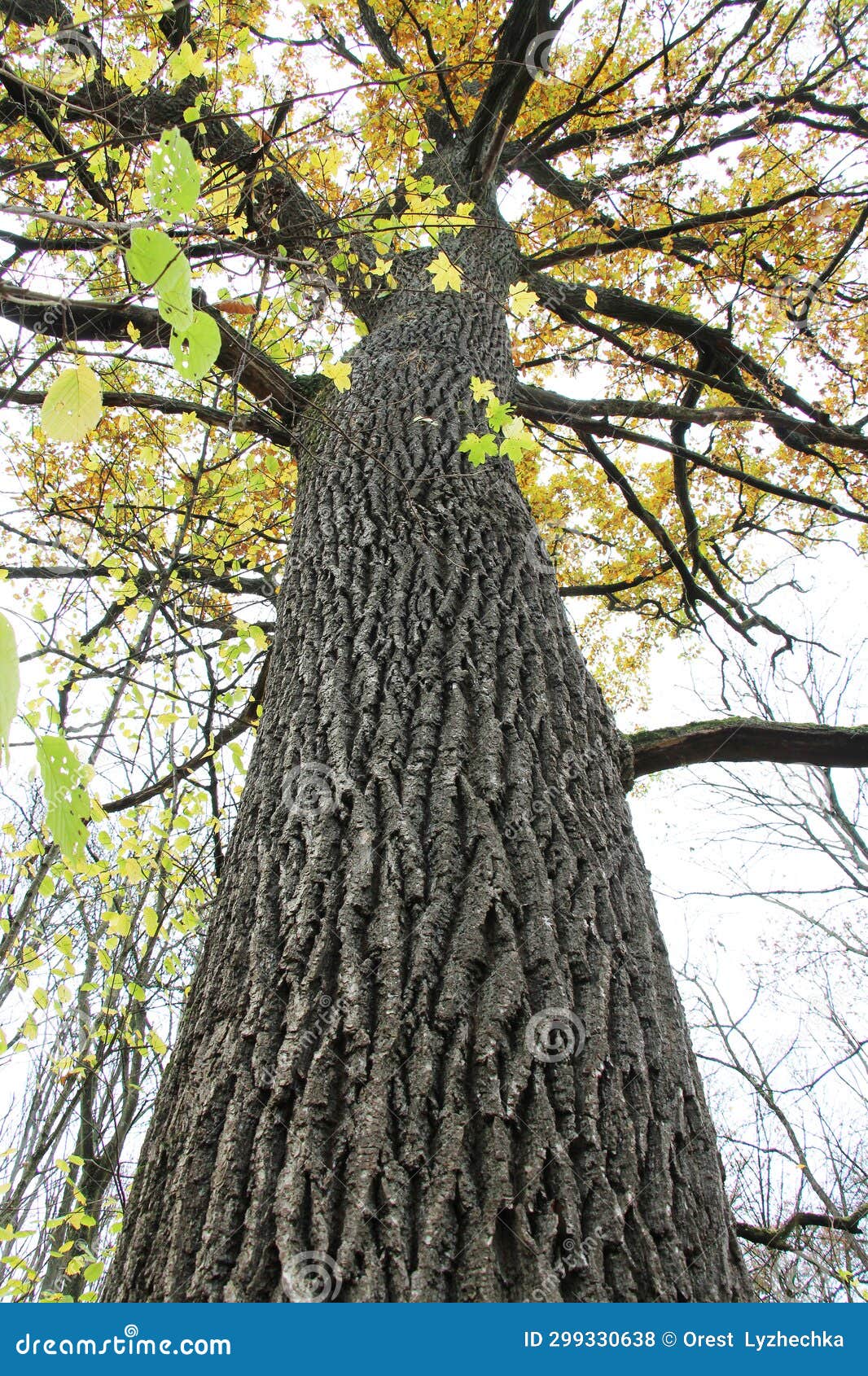 The Trunk of an Oak Tree with a Crown Stock Photo - Image of trunk ...