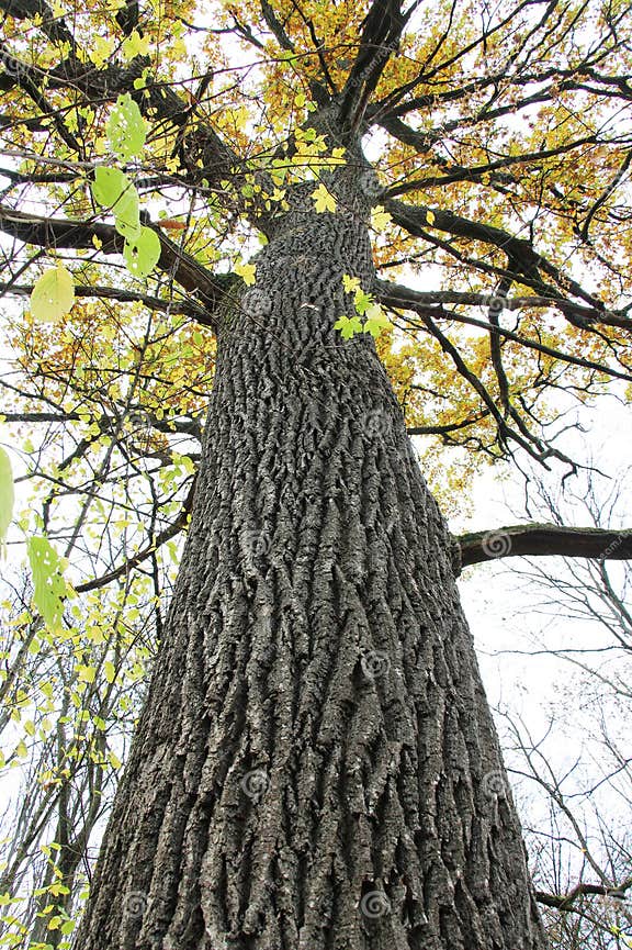 The Trunk of an Oak Tree with a Crown Stock Photo - Image of trunk ...