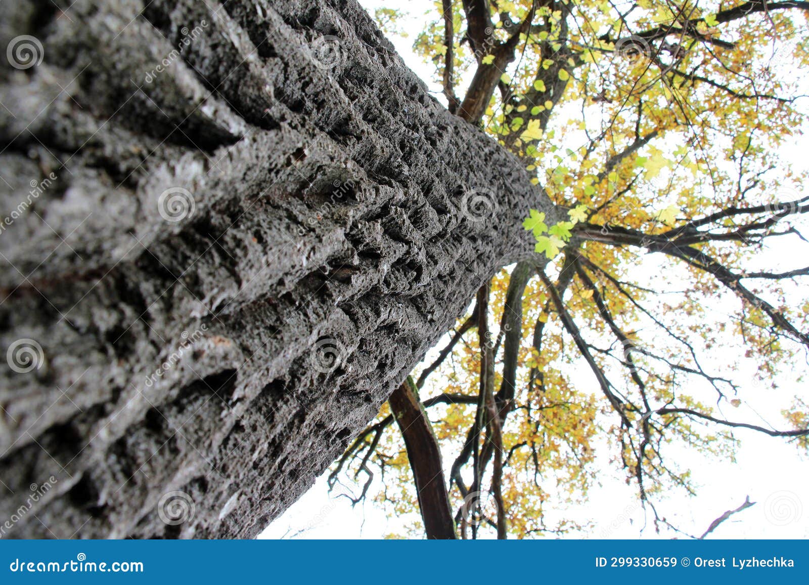 The Trunk of an Oak Tree with a Crown Stock Image - Image of leaves ...
