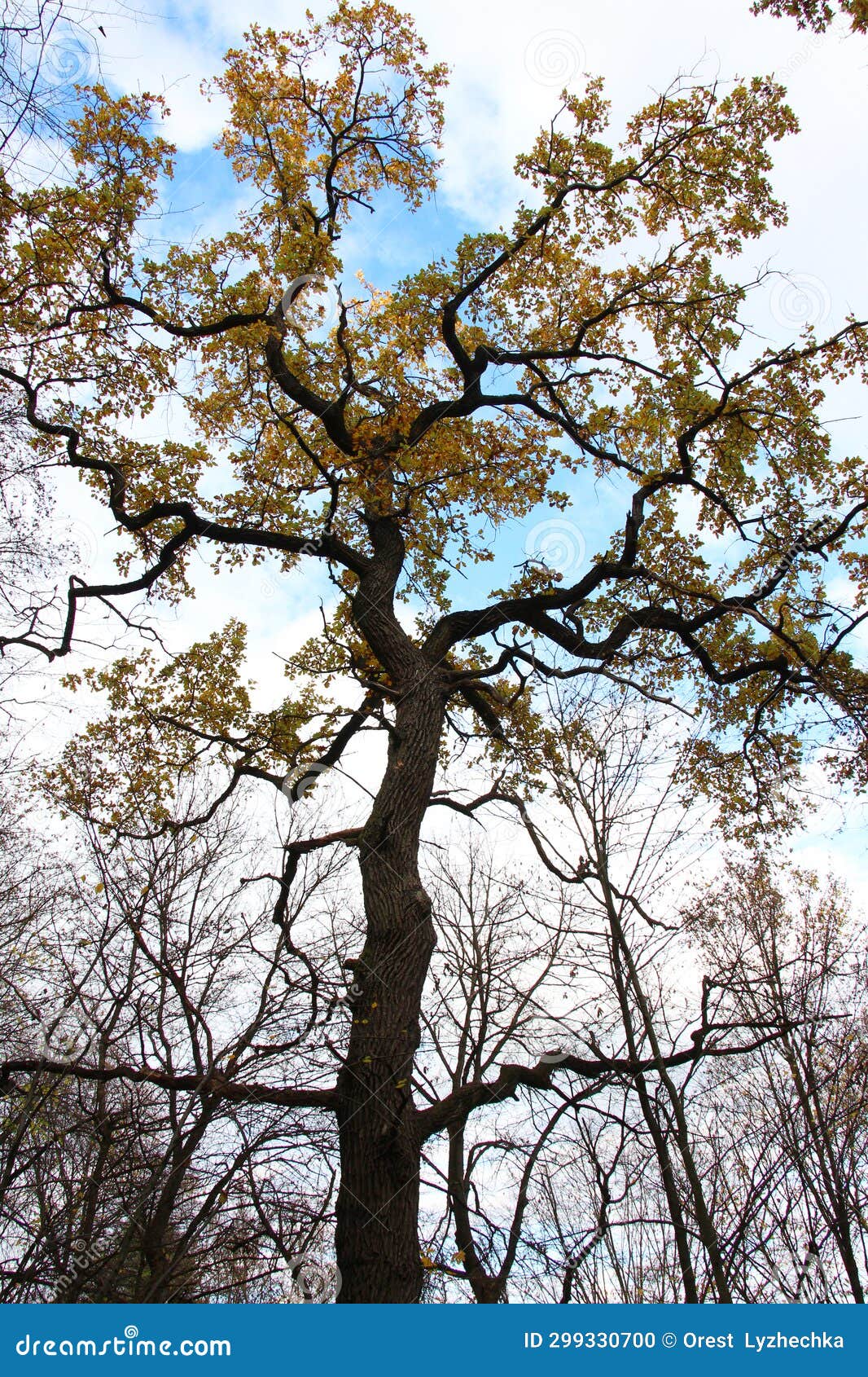 The Trunk of an Oak Tree with a Crown Stock Photo - Image of plant ...