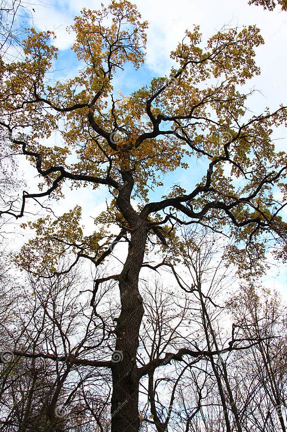 The Trunk of an Oak Tree with a Crown Stock Photo - Image of plant ...