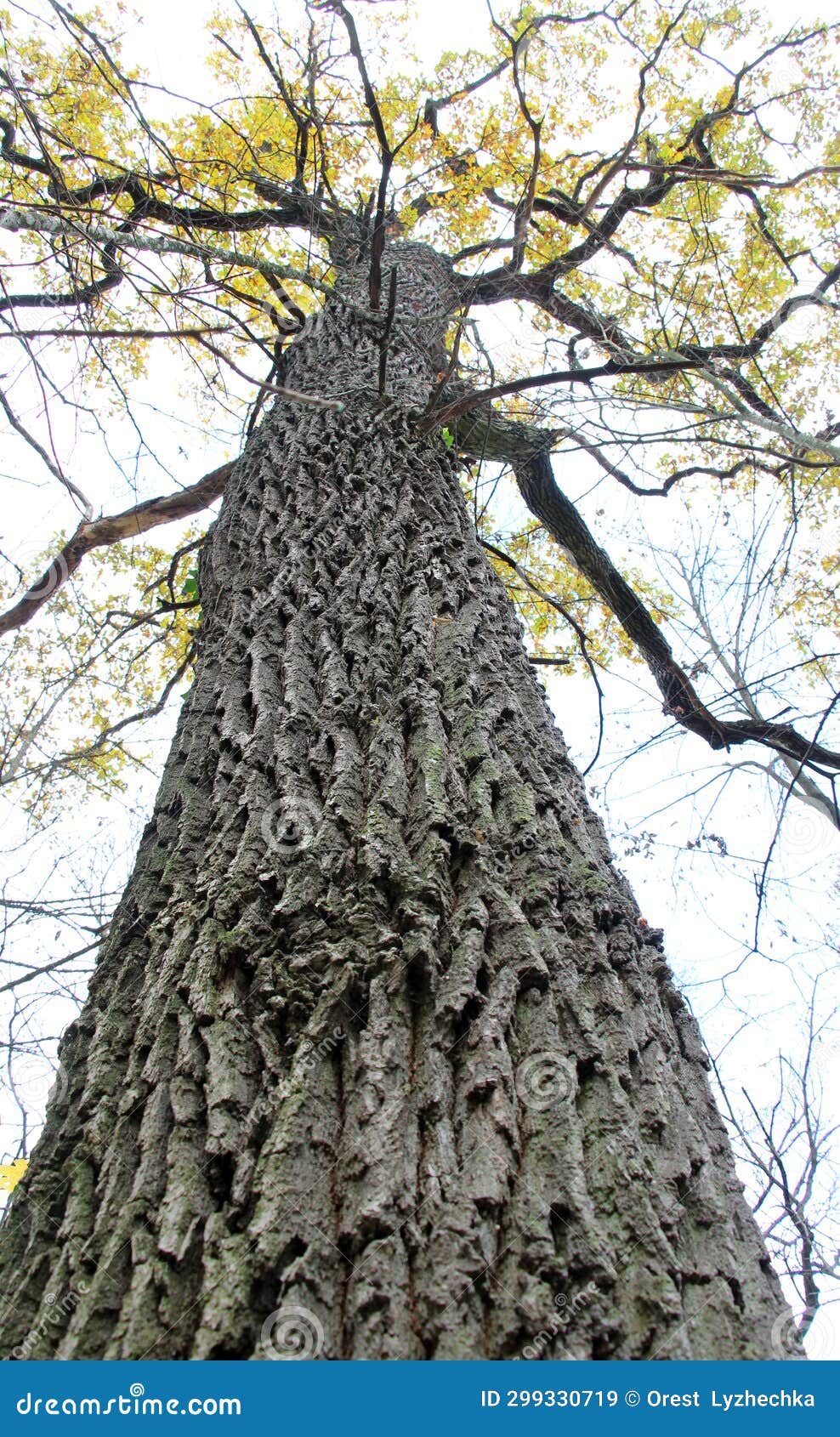 The Trunk of an Oak Tree with a Crown Stock Image - Image of woods ...
