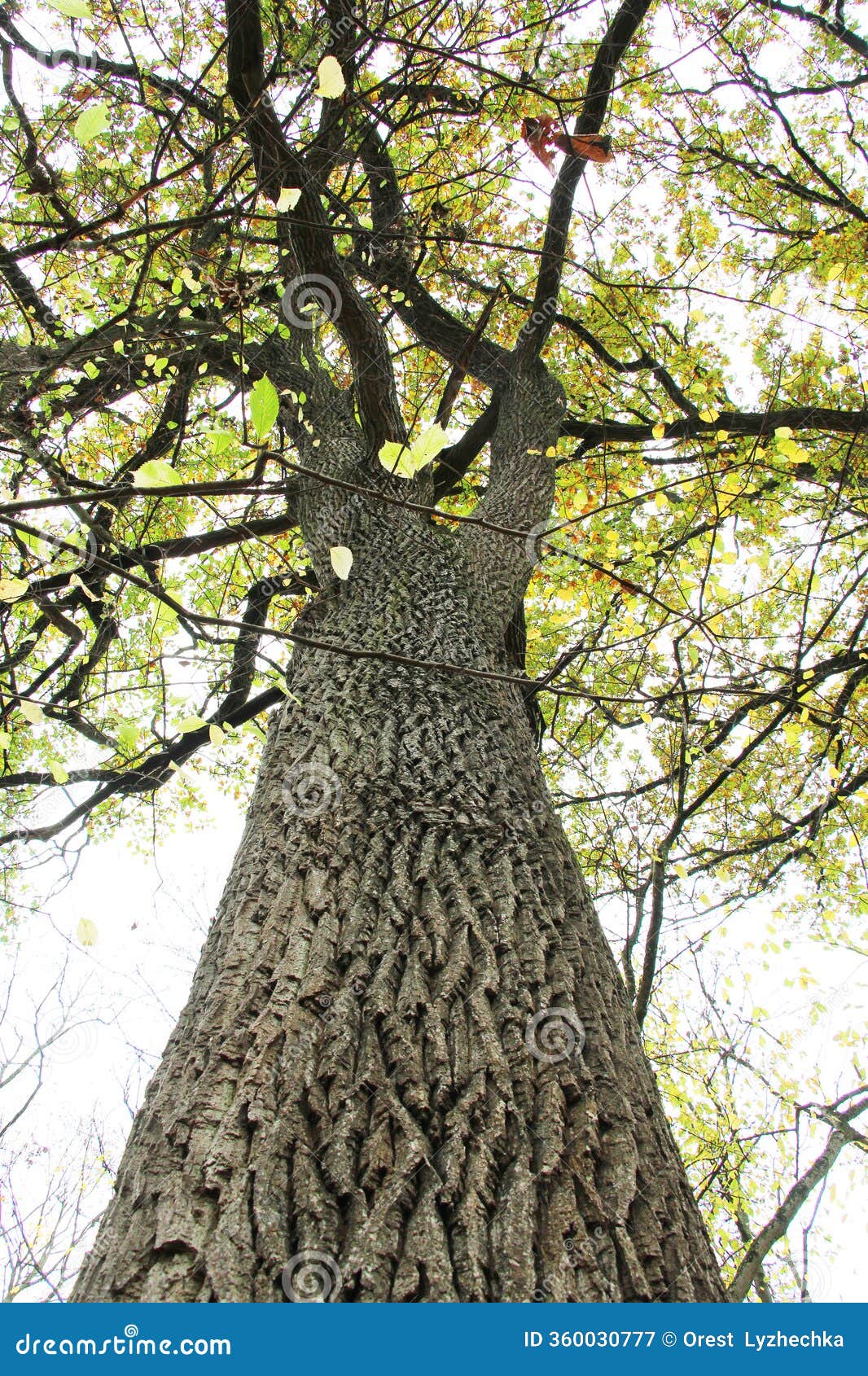 The Trunk of an Oak Tree with a Crown Stock Image - Image of light ...