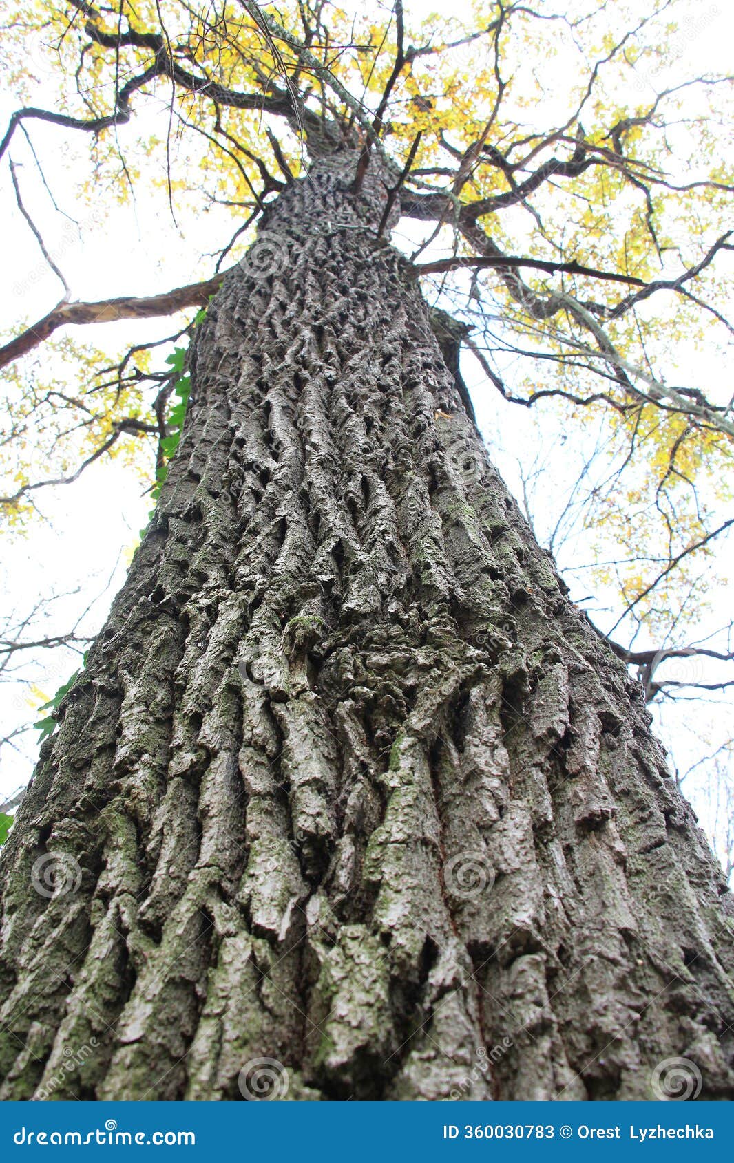 The Trunk of an Oak Tree with a Crown Stock Image - Image of amazonian ...