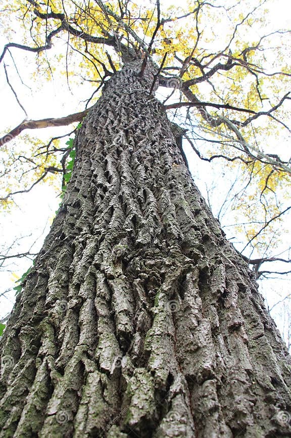 The Trunk of an Oak Tree with a Crown Stock Image - Image of amazonian ...