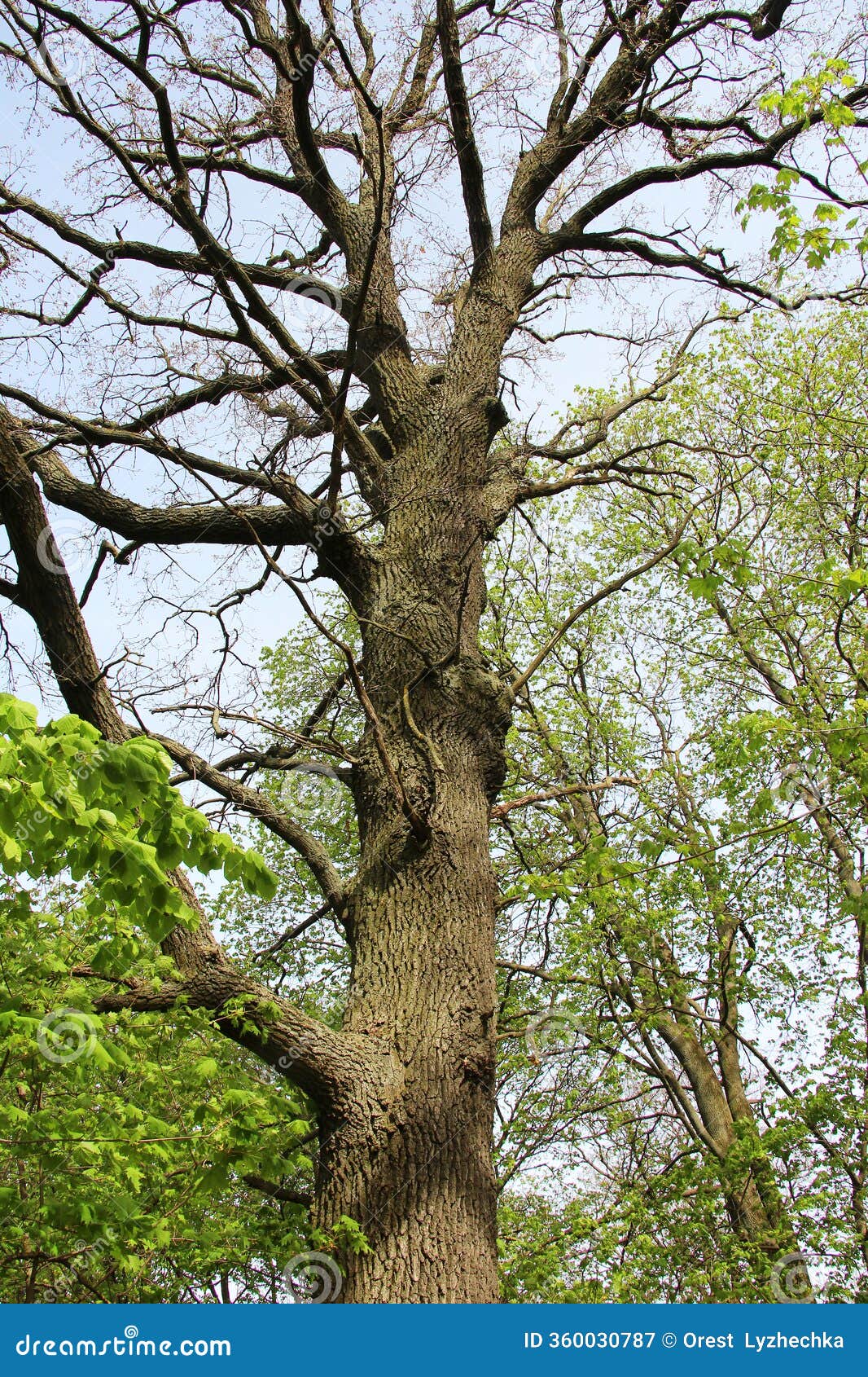 The Trunk of an Oak Tree with a Crown Stock Image - Image of fagales ...