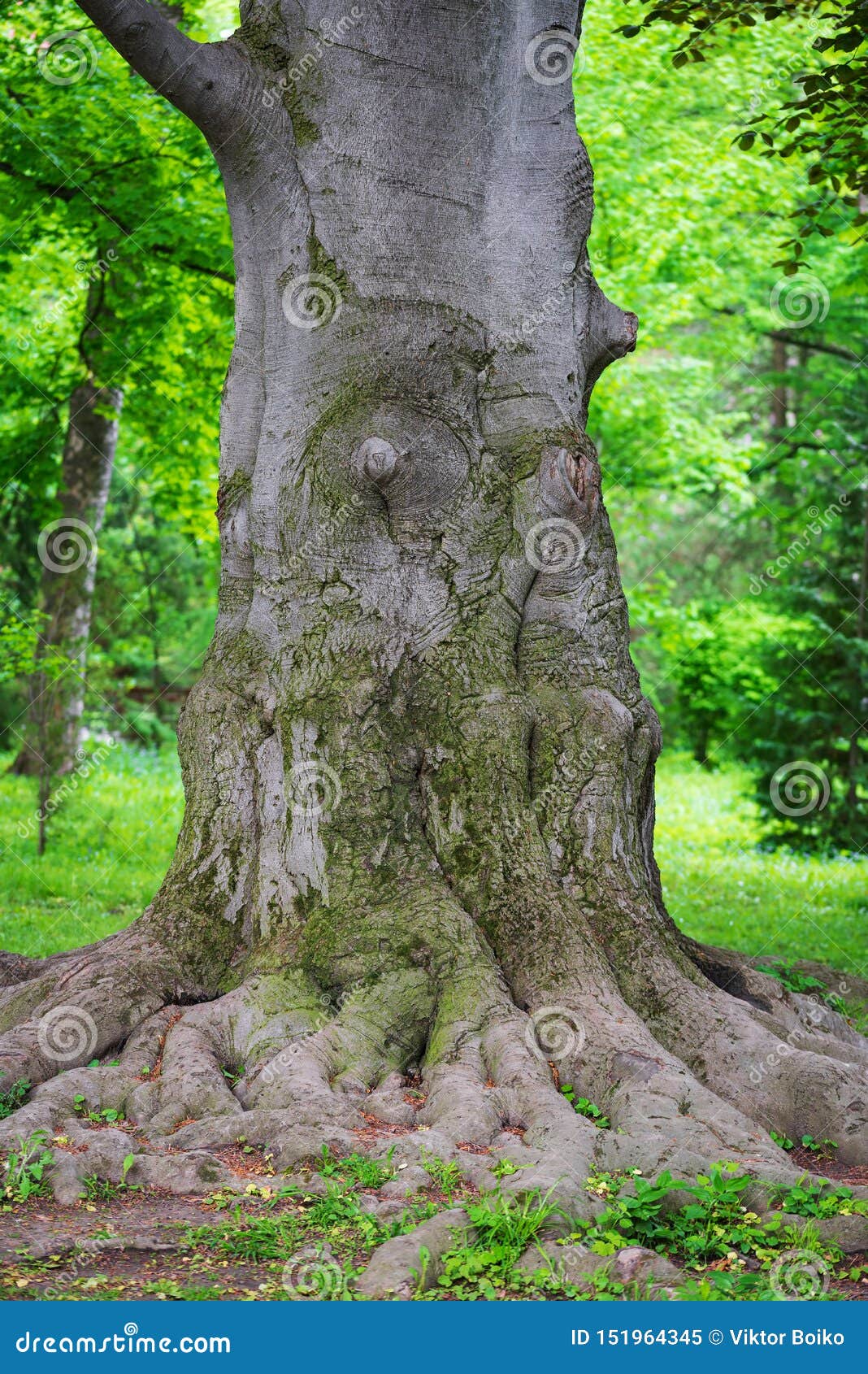 Beech Tree Trunk