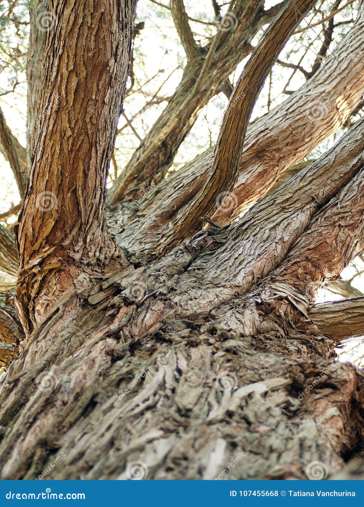 Trunk of an Old Big Tree, Bottom View. Stock Photo - Image of bottom ...