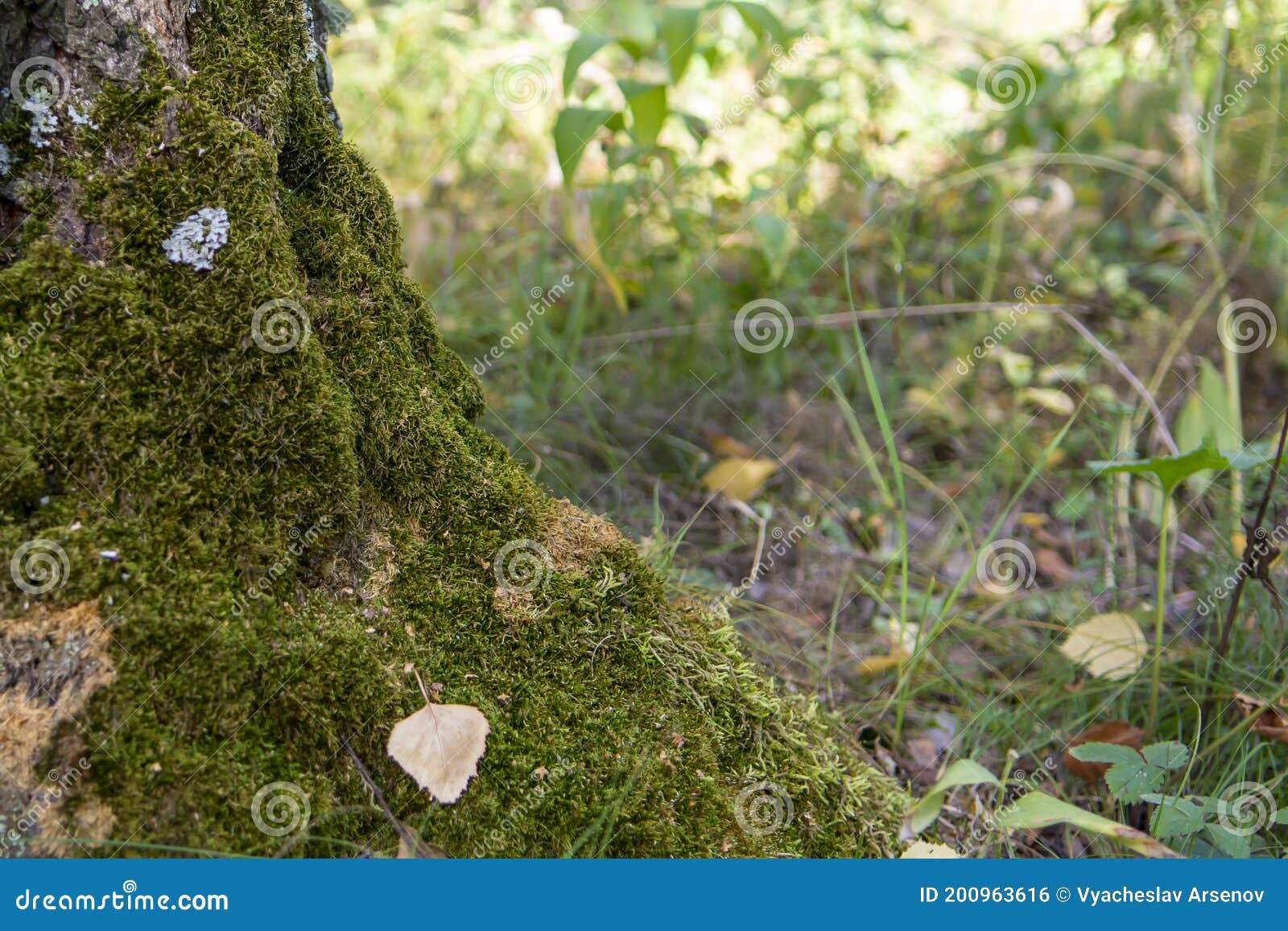 The Trunk of an Old Birch Tree Densely Overgrown with Green Moss Stock ...