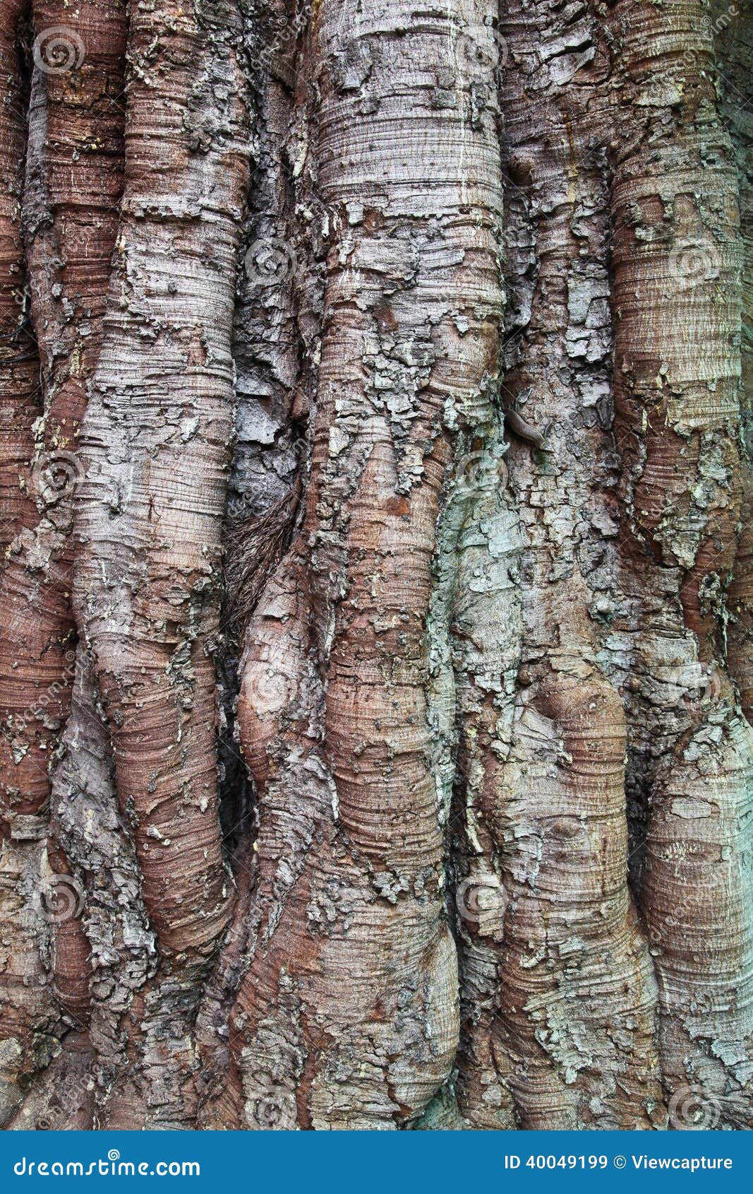 Trunk of an old Bodhi Tree stock image. Image of aged - 40049199