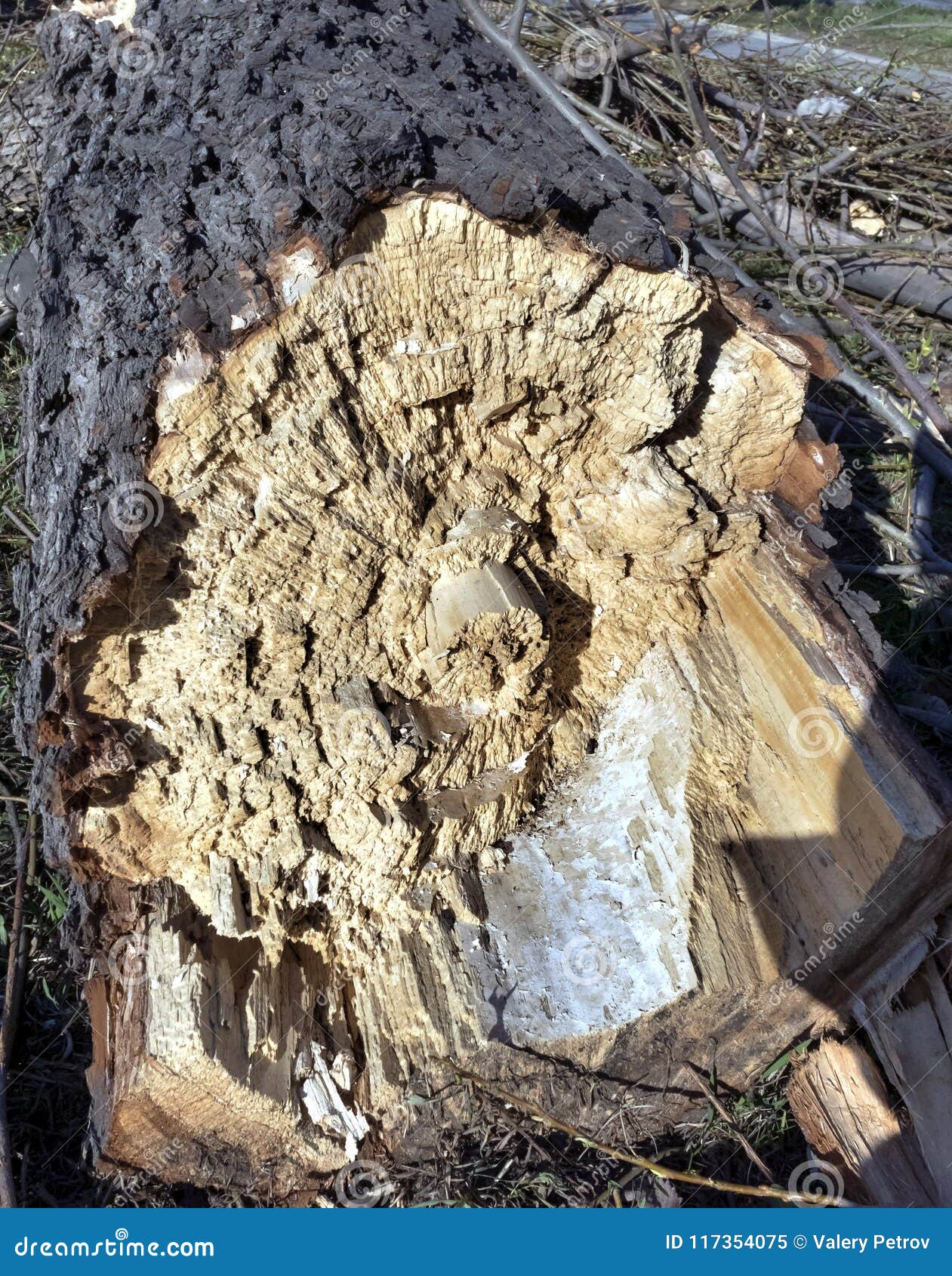 Trunk of an Old Broken Tree, the View from the Fracture Stock Image ...