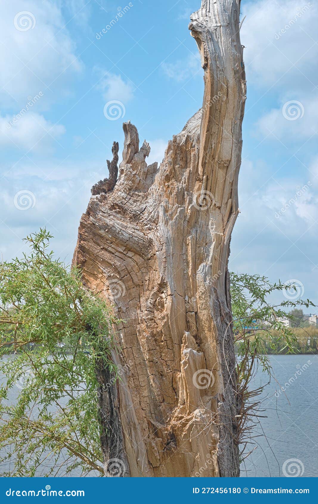 The Trunk of an Old Broken Willow Tree with New Branches Growing Stock ...