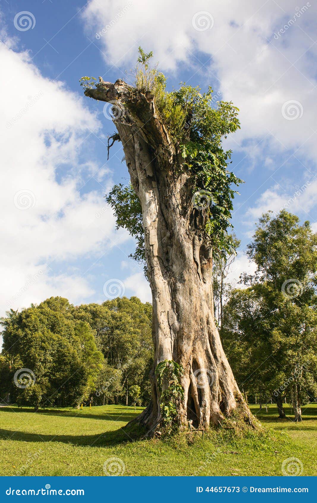 Trunk of old dead tree stock image. Image of life, years - 44657673