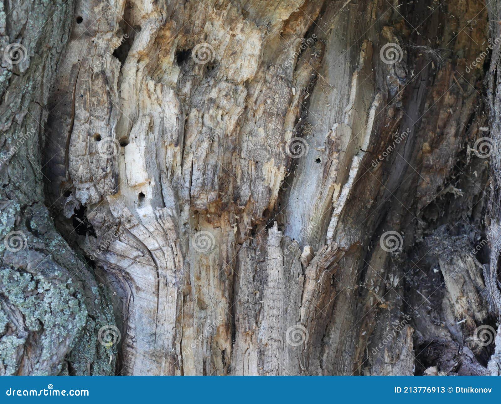 The Trunk of an Old Decayed Tree Texture. Close Stock Image - Image of ...