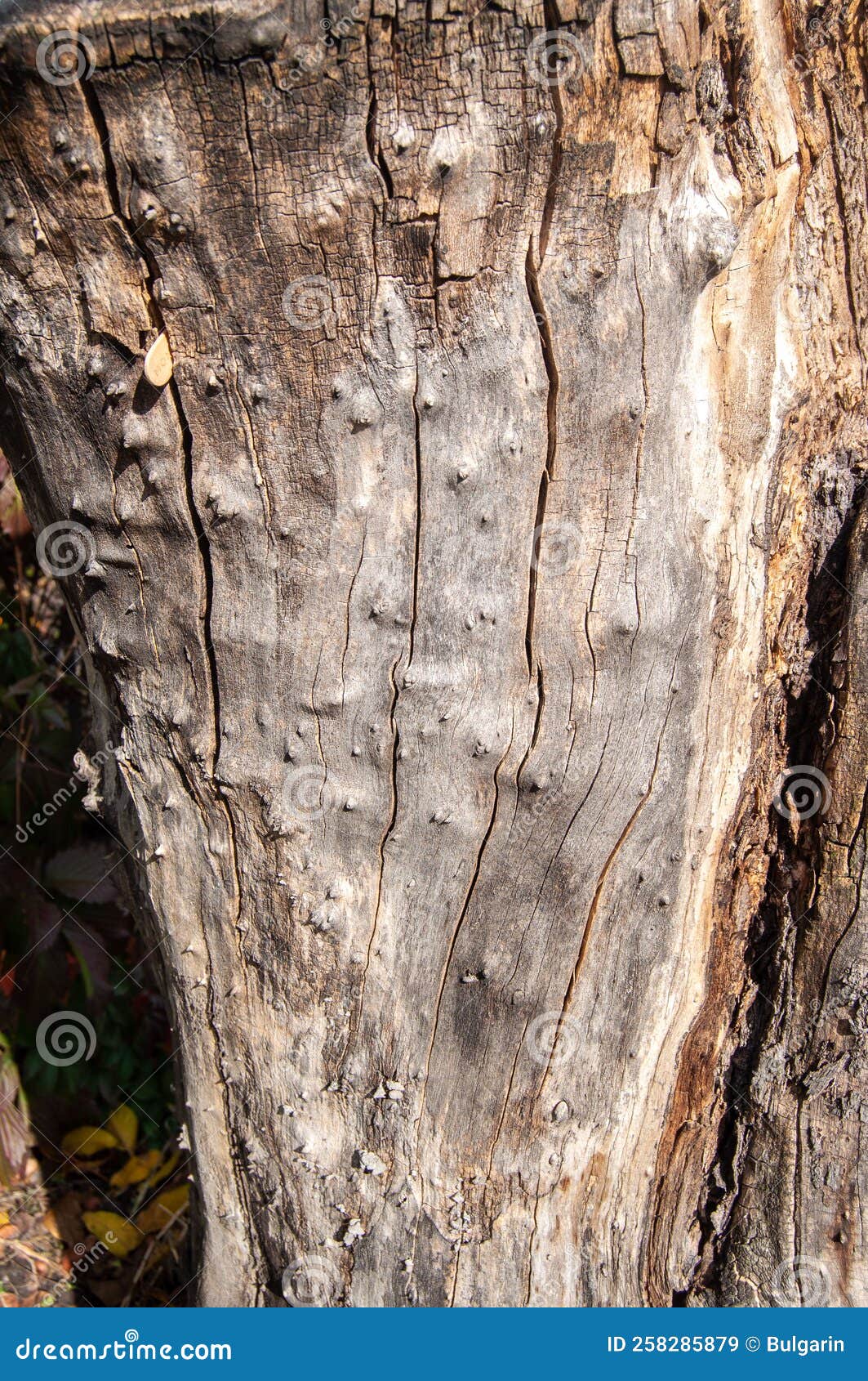 The Trunk of an Old Dry Tree Stock Image - Image of pattern, mulatto ...