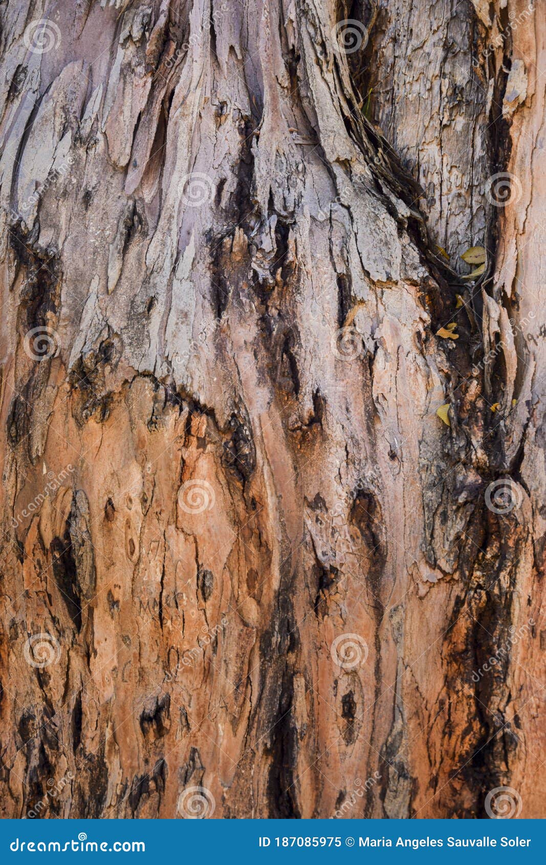 Wet trunk of a tree. stock image. Image of tree, nature - 187085975