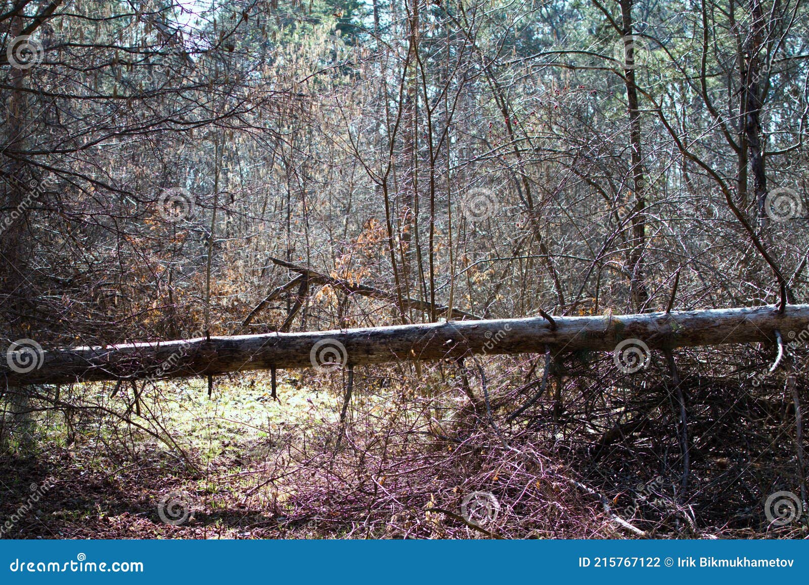 Trunk of an Old Fallen Tree in the Forest Stock Photo - Image of beauty ...