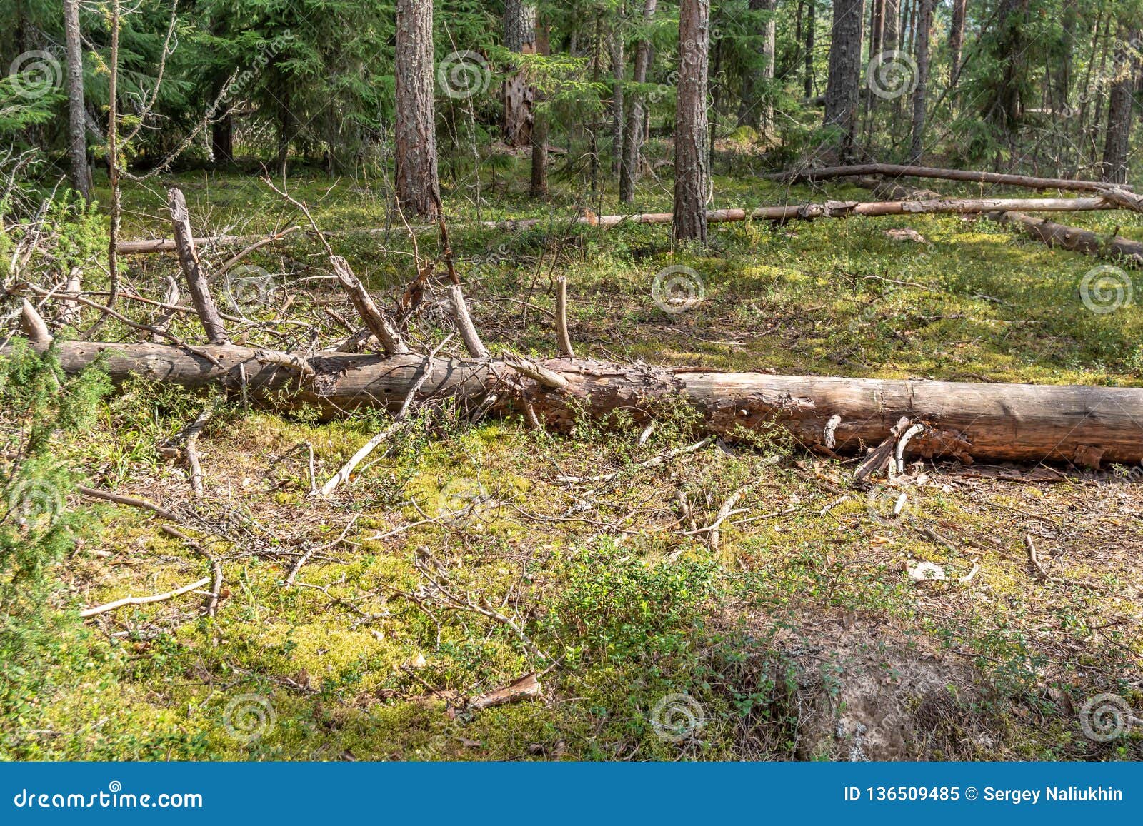 Trunk of an Old Fallen Tree in a Pine Forest Stock Image - Image of ...