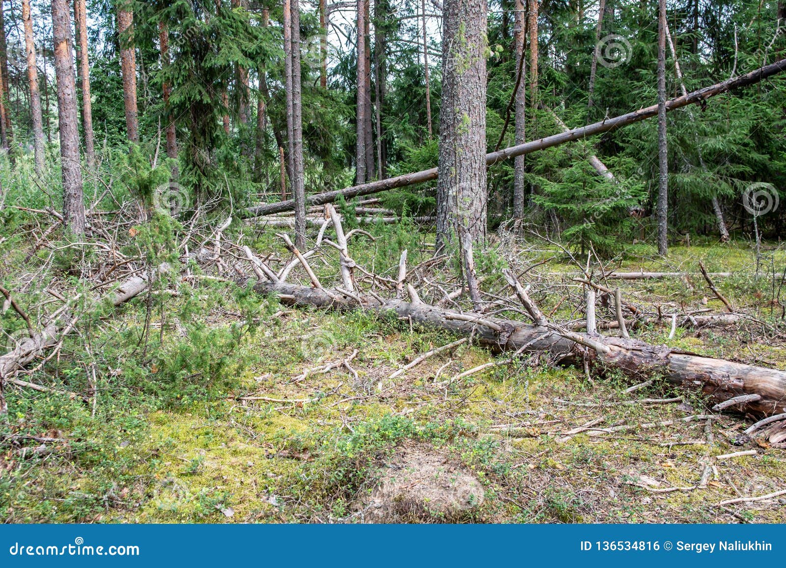 Trunk of an Old Fallen Tree in a Pine Forest Stock Photo - Image of ...
