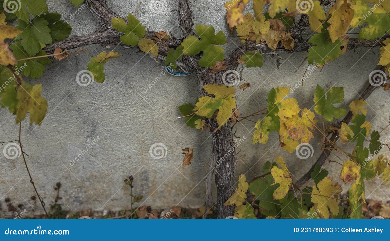 Trunk of a an Old Grape Vine As the Leaves Change Colour Stock Image ...