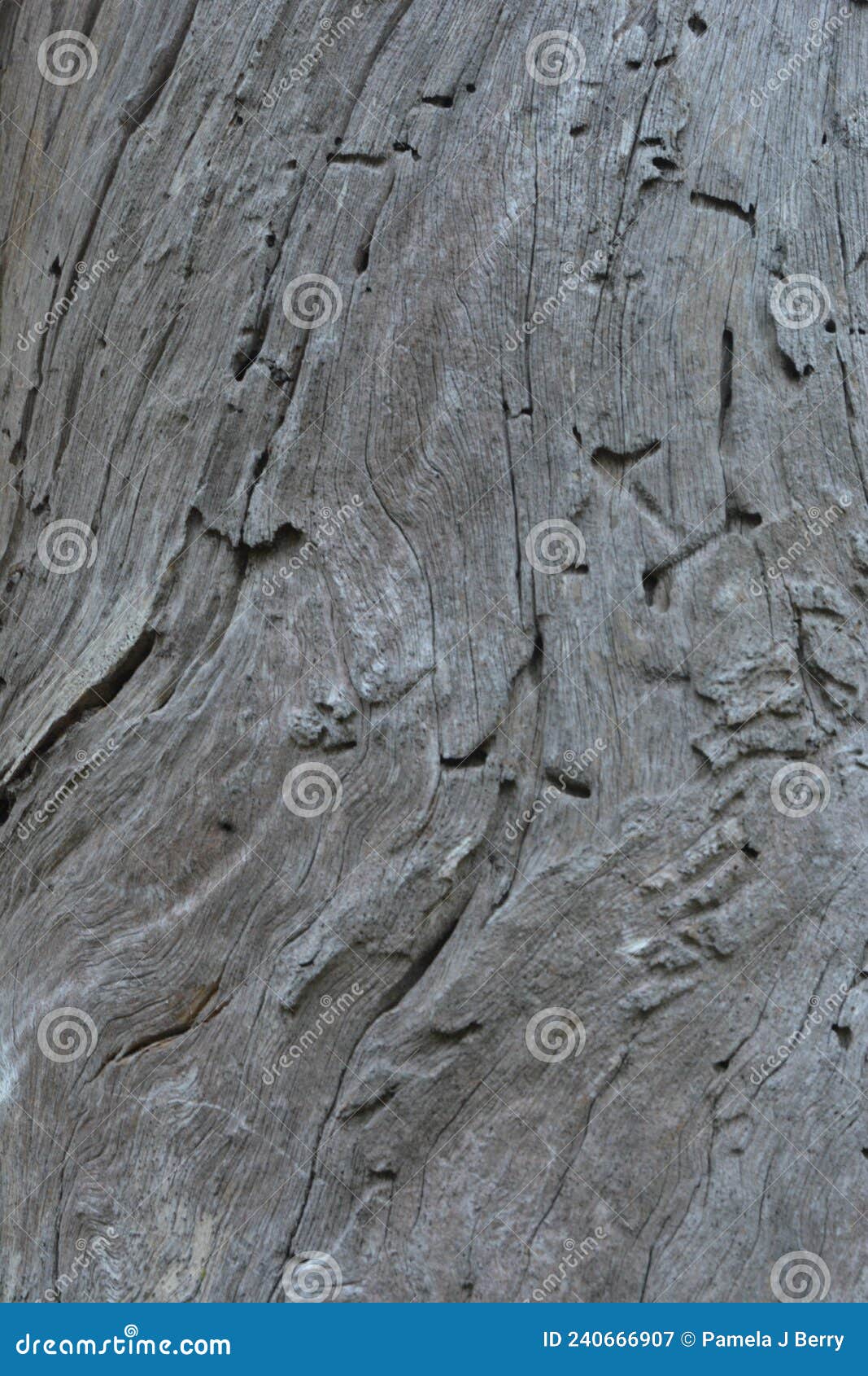 The Trunk of an Old Gum Tree Stock Image - Image of trunk, grey: 240666907