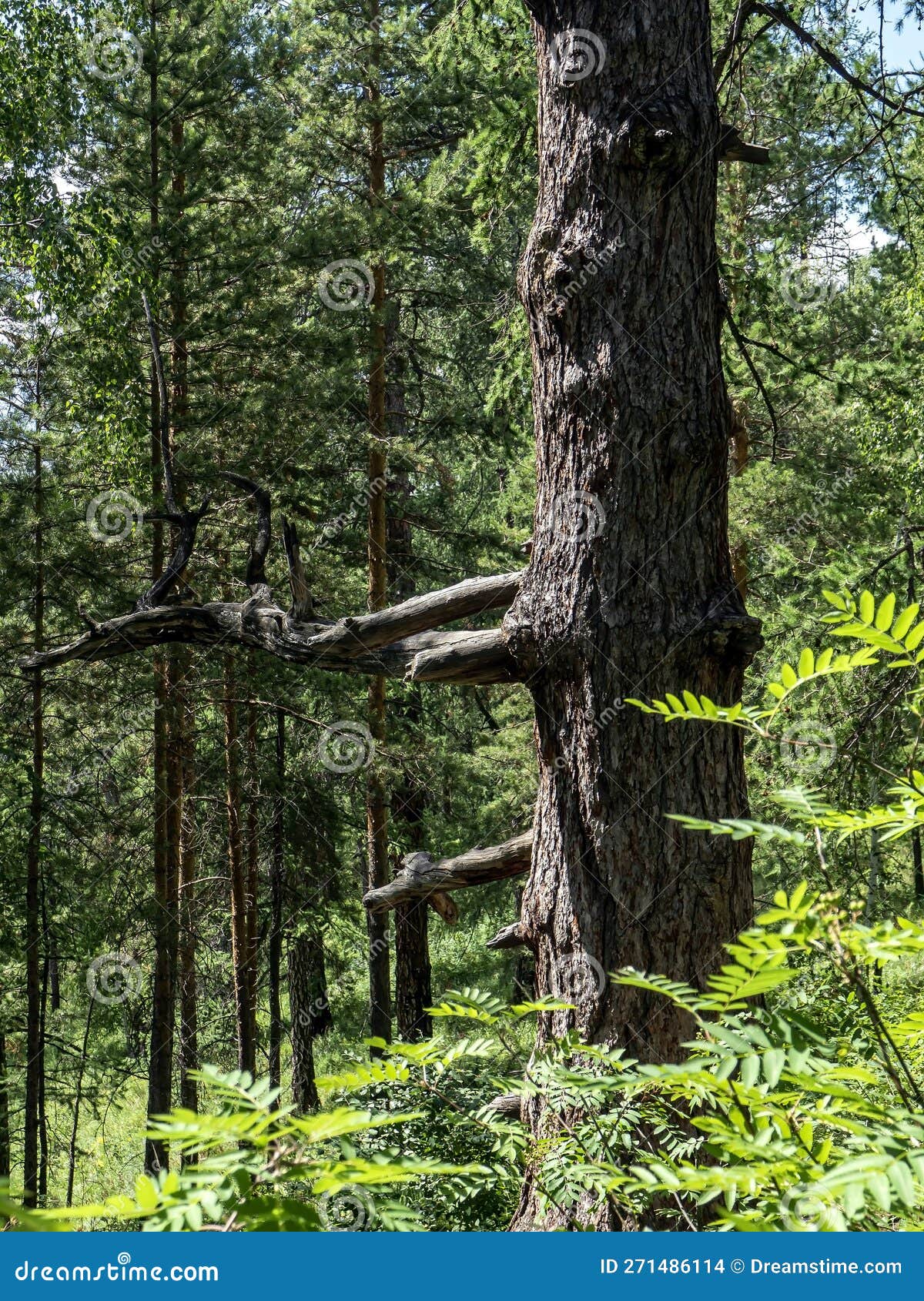 Trunk of an Old Large Pine Tree with Broken Branches in the Forest ...